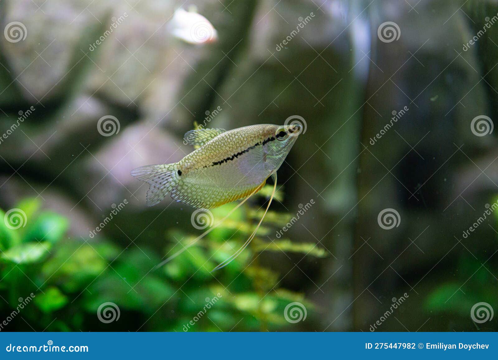 Trichogaster leeri. stock photo. Image of underwater - 275447982