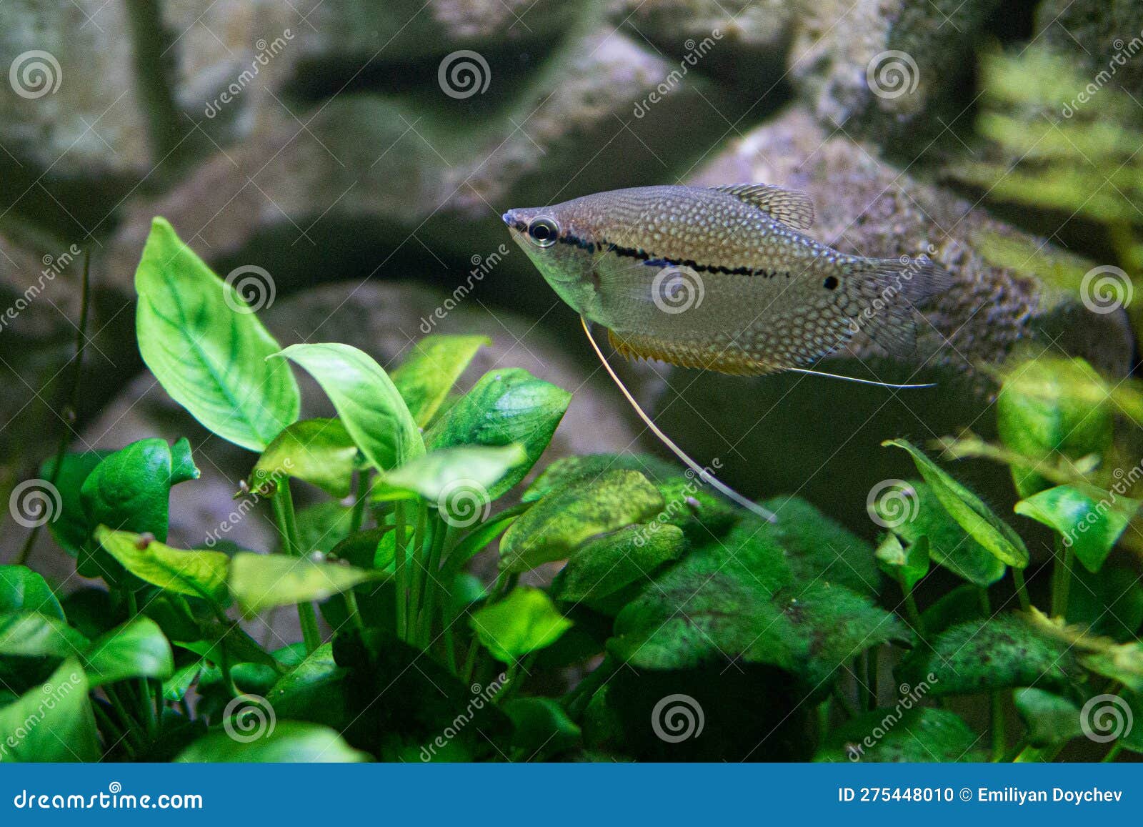 Trichogaster leeri. stock photo. Image of green, aquarium - 275448010
