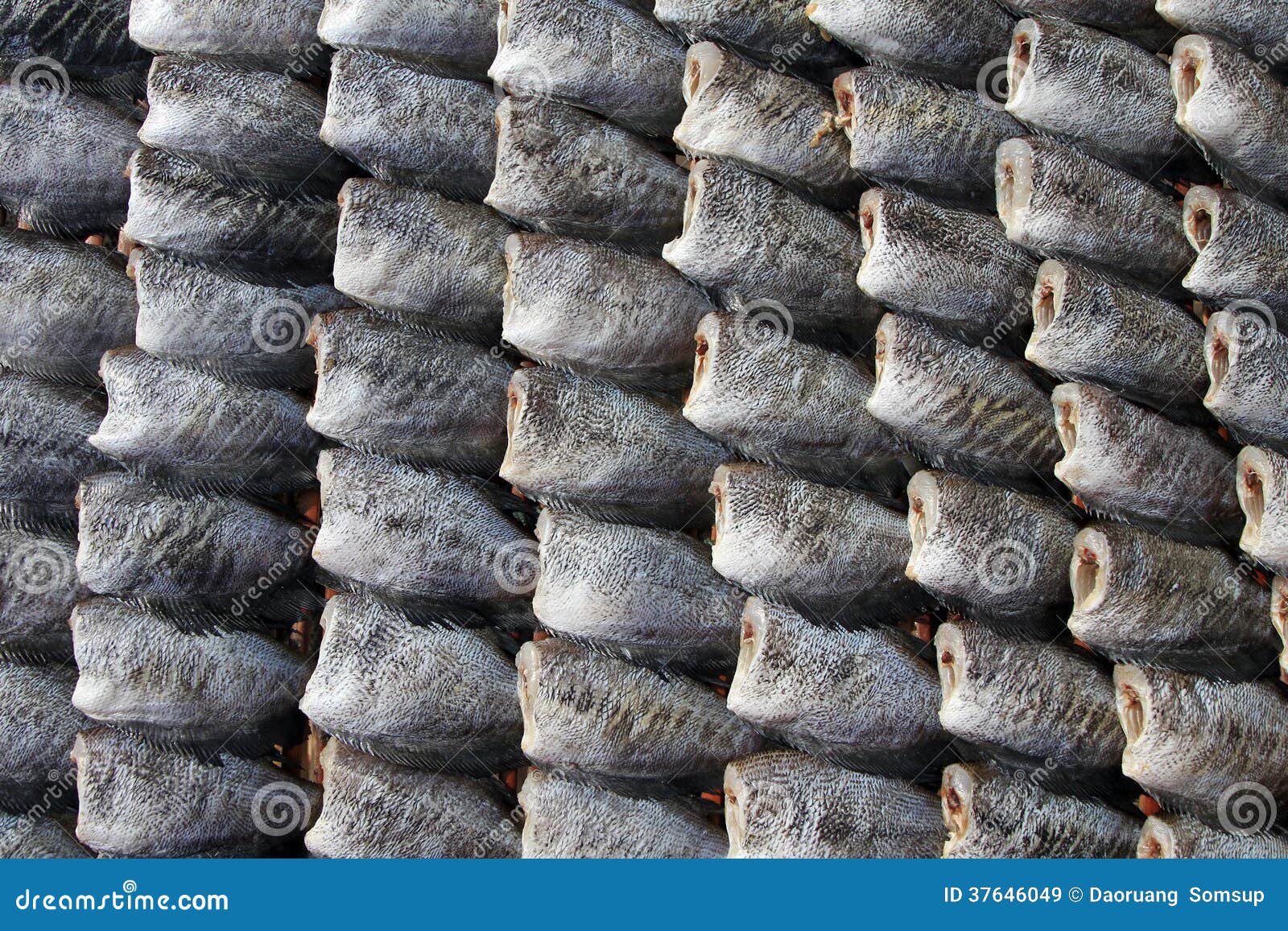 Trichogaster Pectoralis Fish Stock Image - Image of trichogaster, pond ...