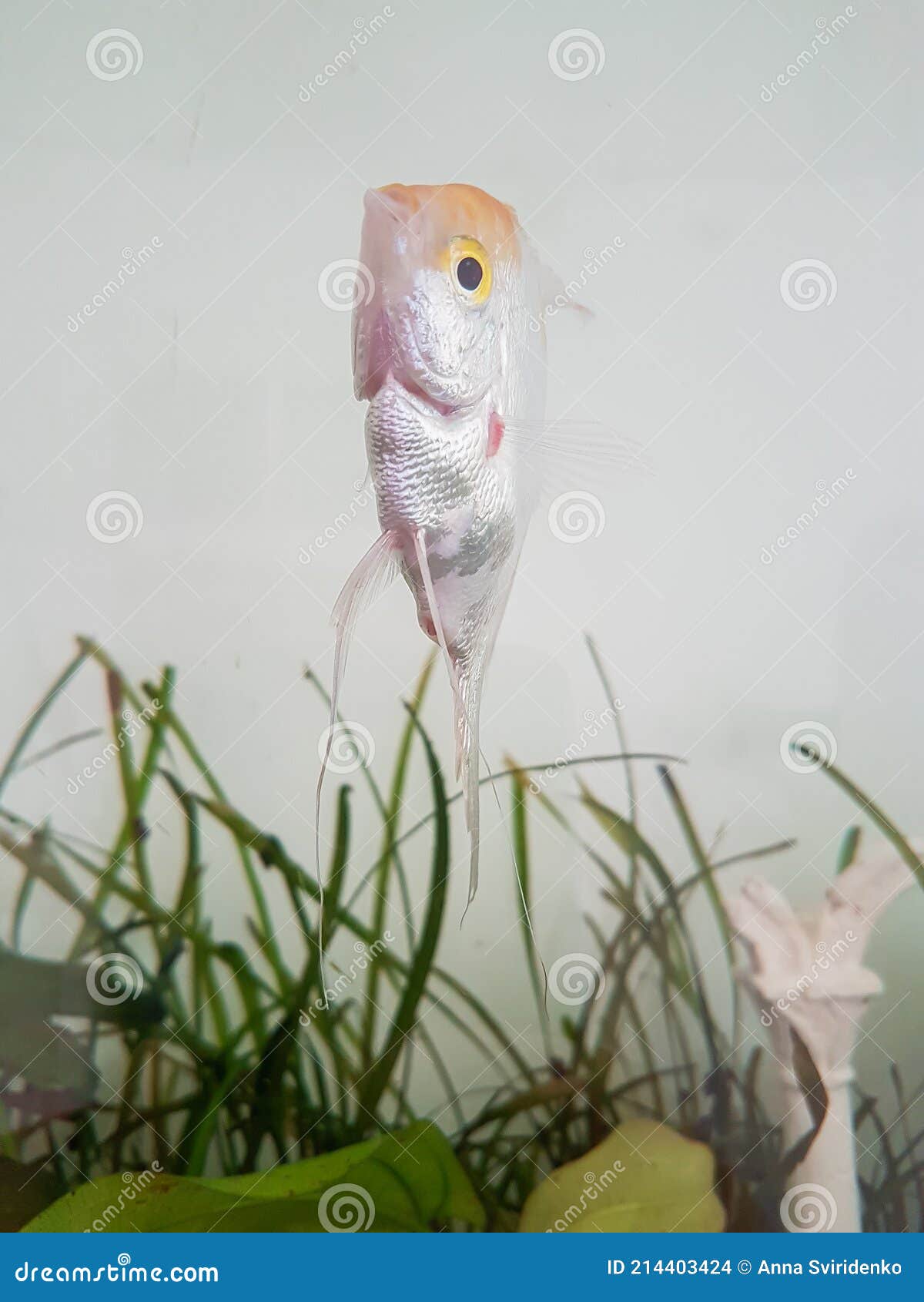 Trichogaster Trichopterus Fish in a Aquarium Nature Background Stock ...