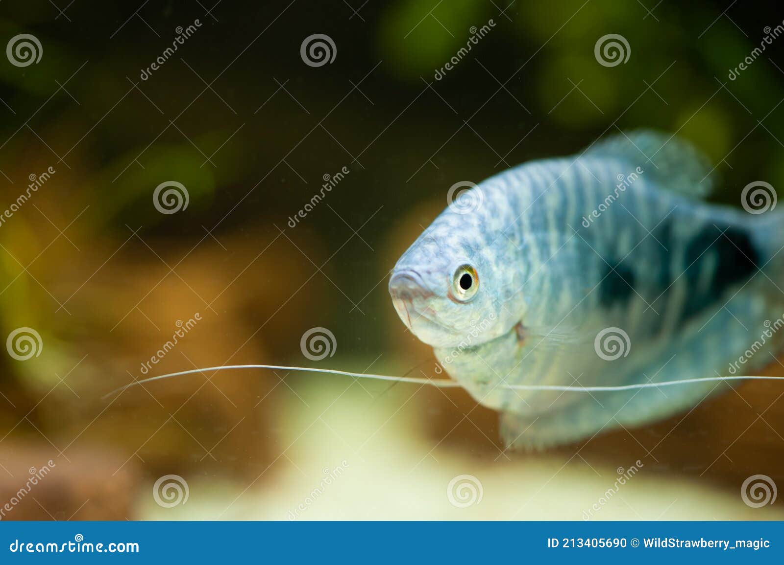 Trichogaster Trichopterus Fish in a Beautiful Aquarium Stock Photo ...
