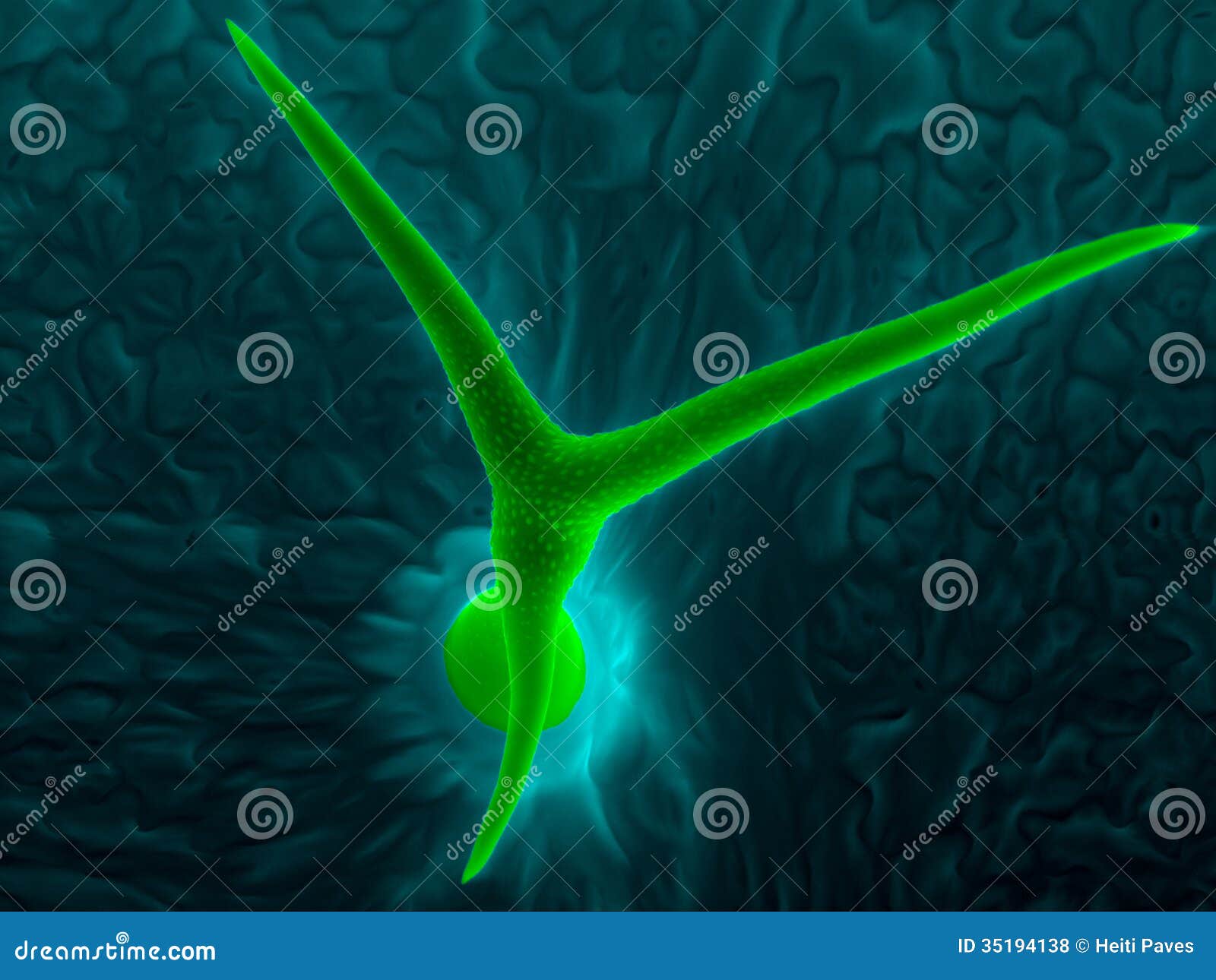 Trichome Arabidopsis Bladhår Arkivfoto - Bild av krasse, skanning: 35194138
