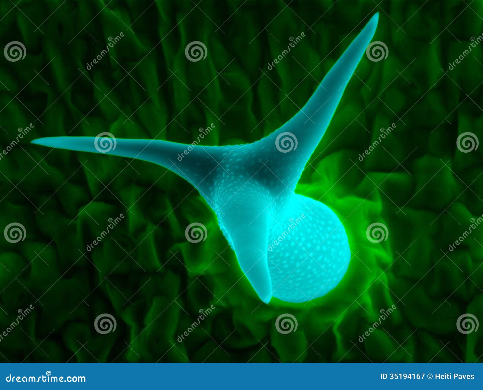 Trichome, Arabidopsis Leaf Hair Royalty-Free Stock Image ...