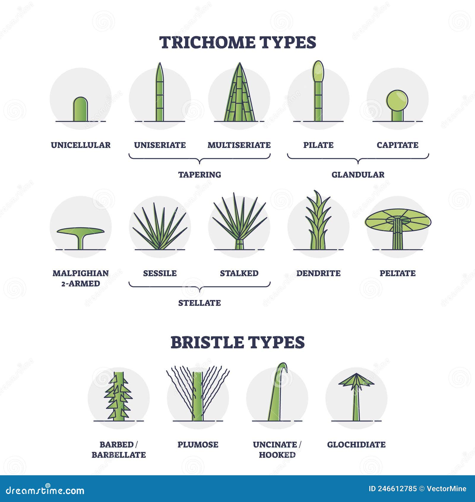 Trichome Cartoons, Illustrations & Vector Stock Images - 36 Pictures to ... Trichome Cartoons, Illustrations & Vector Stock Images - 36 Pictures to ...