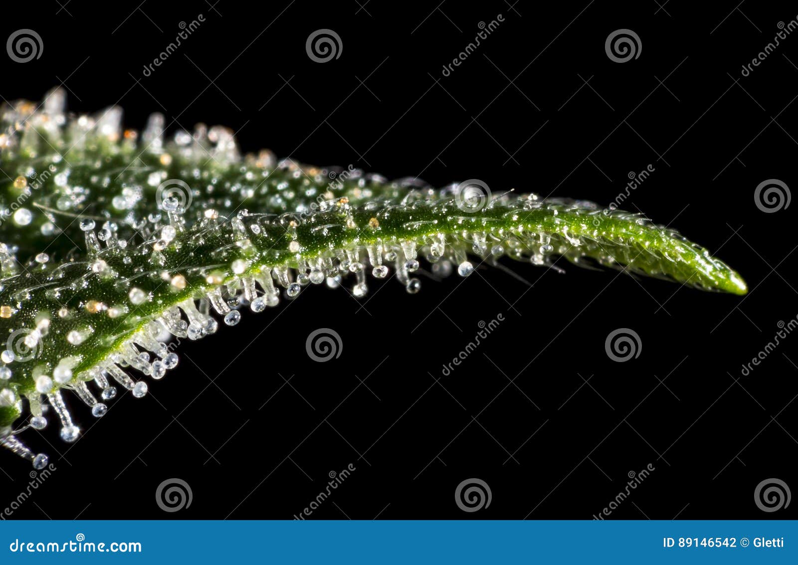 Trichomes on Cannabis Plant Stock Photo - Image of legalize, health ...