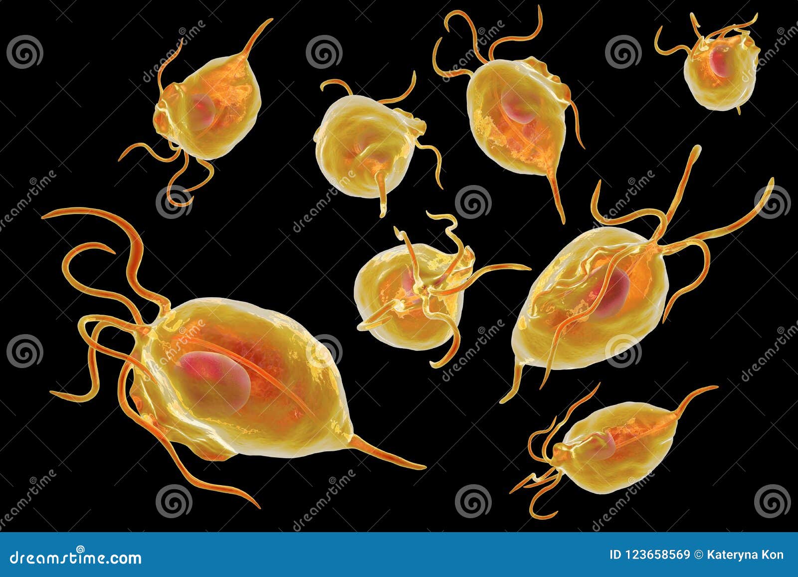 Trichomonas-vaginalis Protozoon Stock Abbildung - Illustration von ...