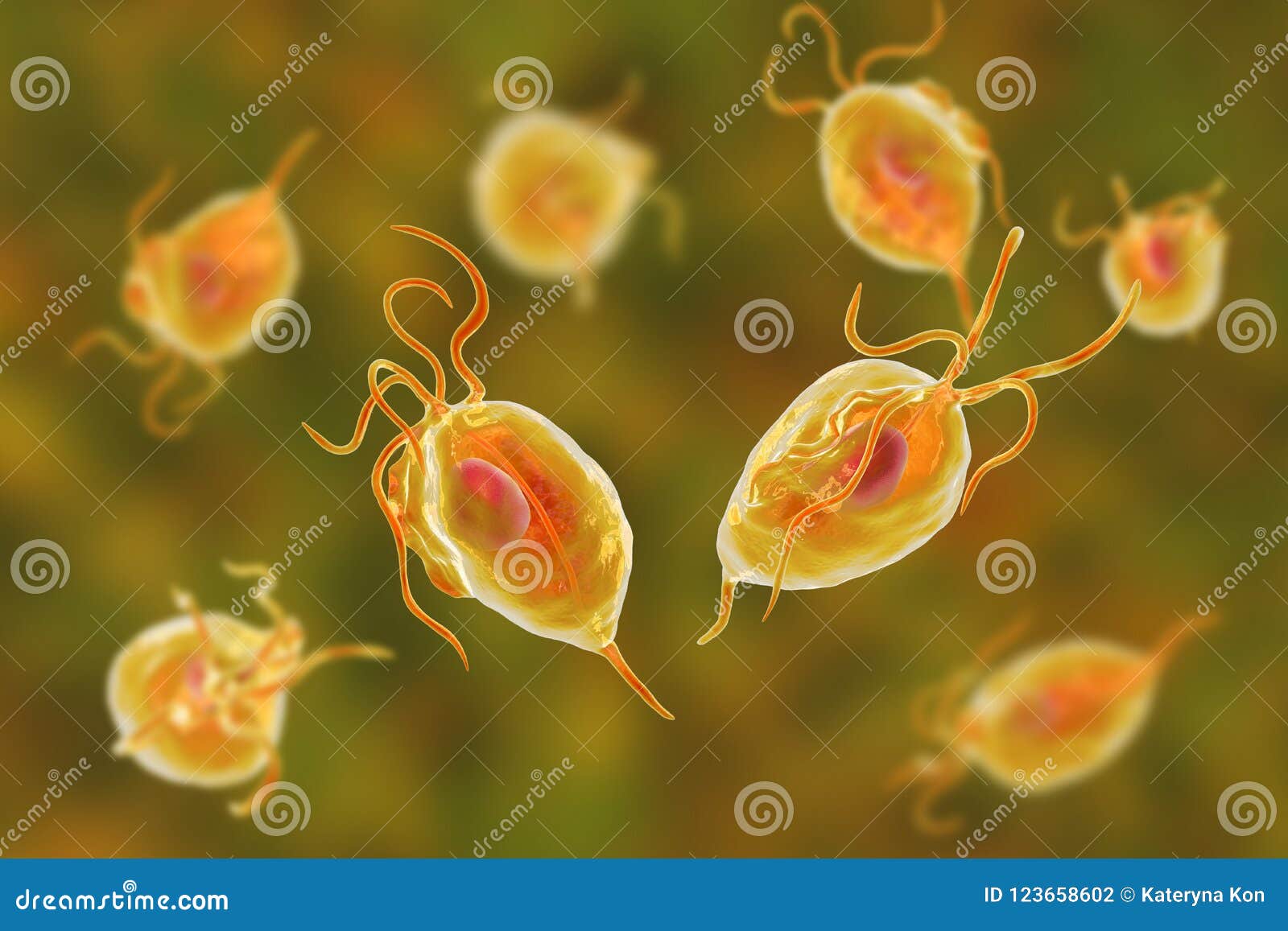 Trichomonas-vaginalis Protozoon Stock Abbildung - Illustration von ...