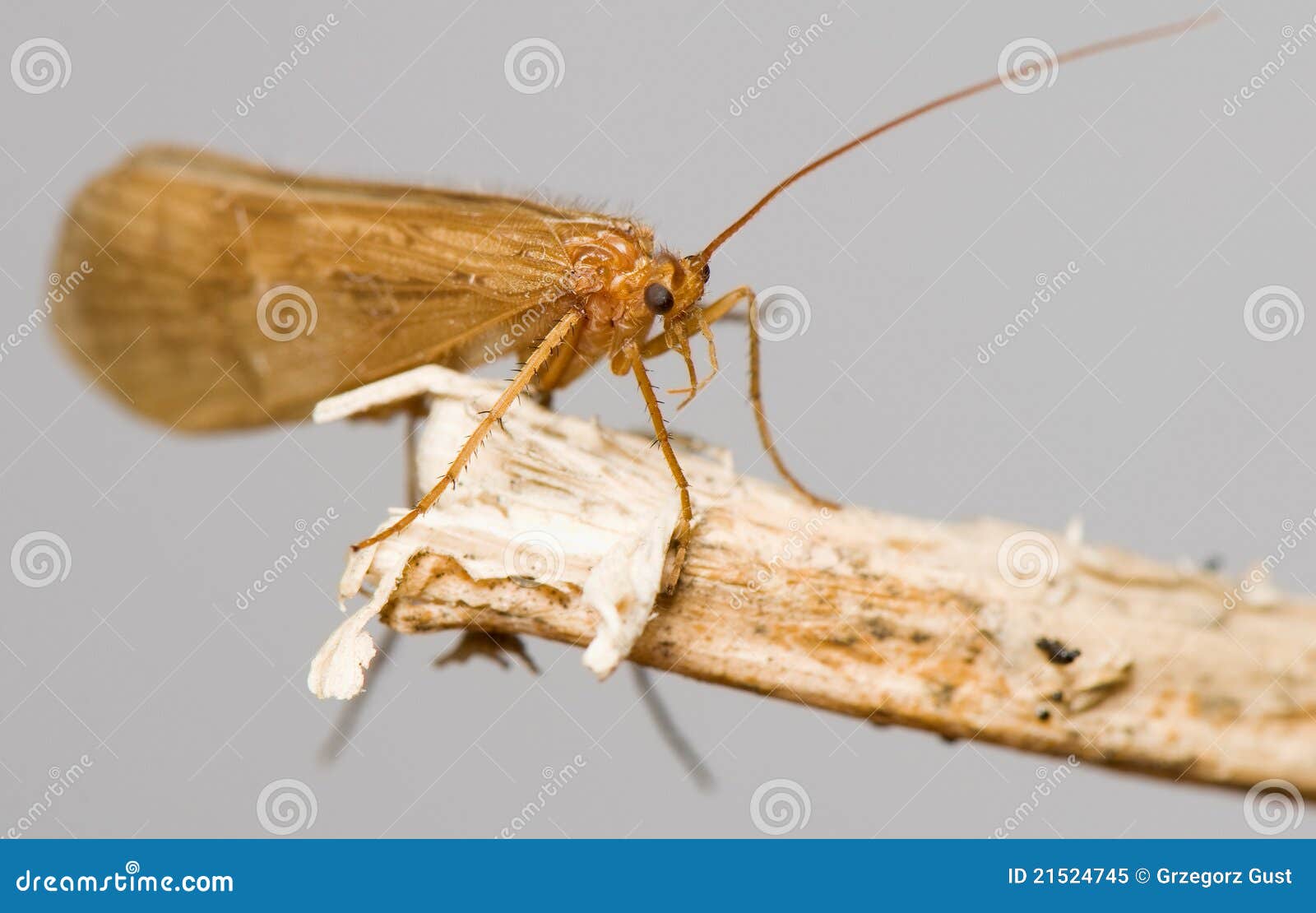 Trichoptera stock image. Image of macro, insect, lepidopteran - 21524745