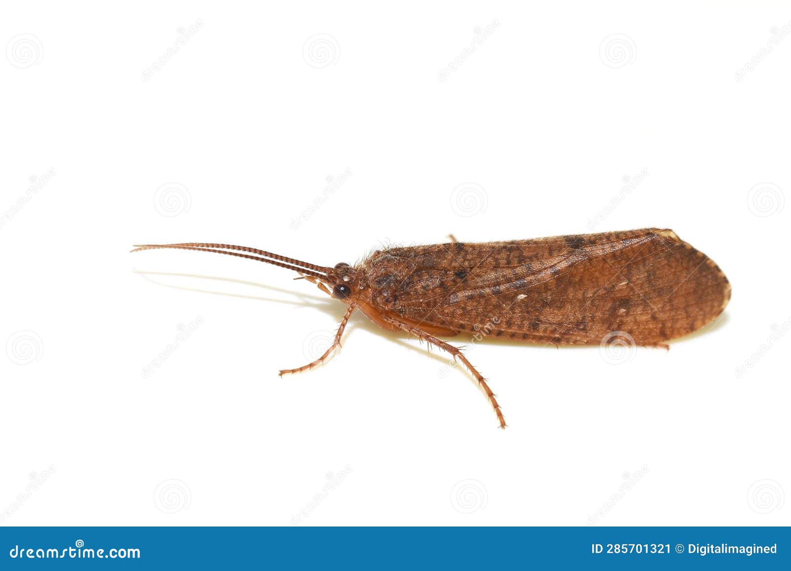 Caddisfly, Trichoptera, Larvae In Its Case Crowling On The Green Moss ...