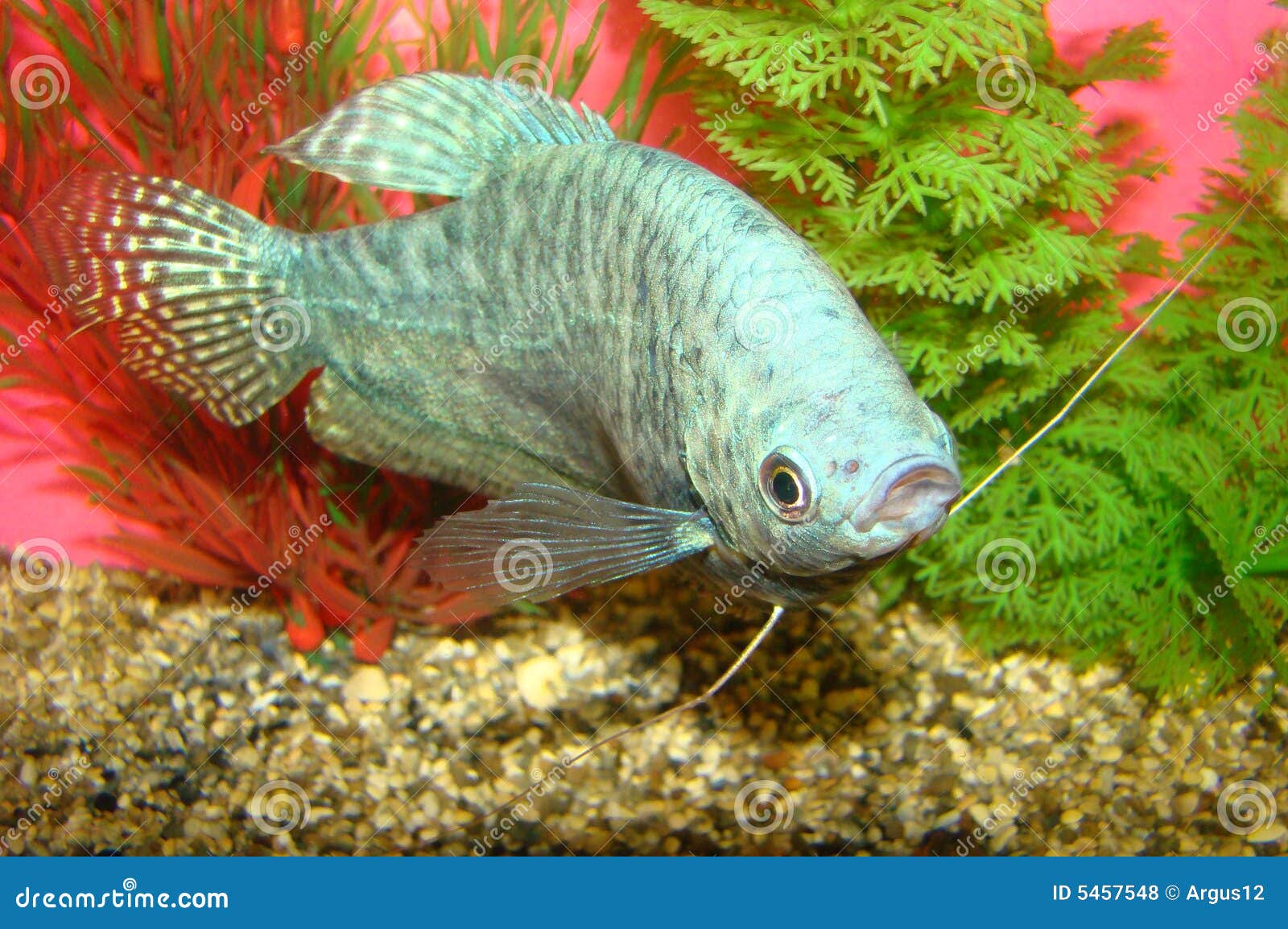 Trichopterus De Trichogaster Dos Peixes Do Aquarian Foto de Stock ...