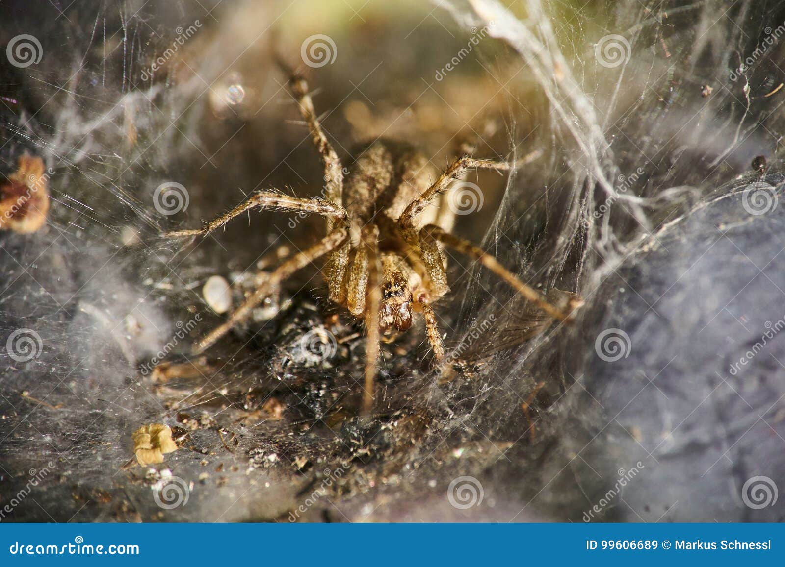 Trichter-Netzspinne stockbild. Bild von hinterhalt, ausblick - 99606689