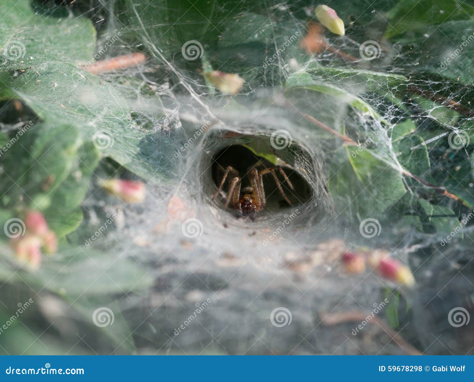Trichter-Netzspinne, Agelena-labyrinthica Stockfoto - Bild von sommer ...