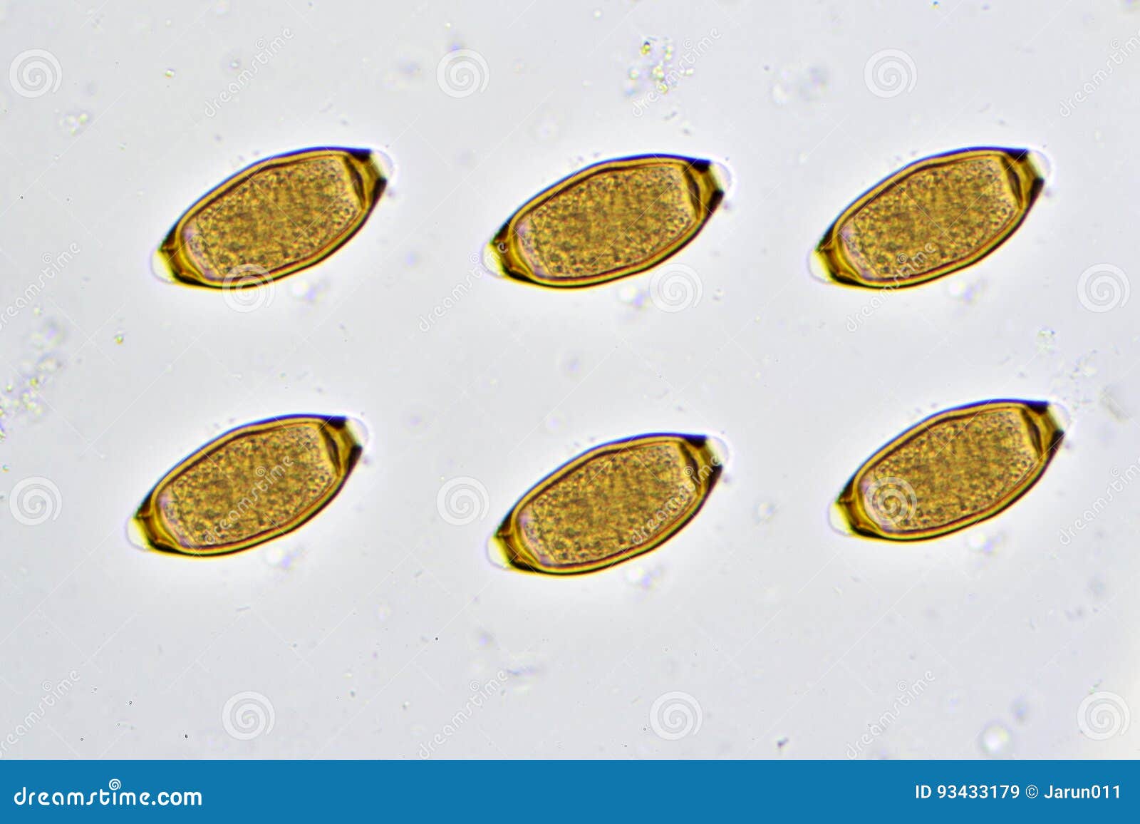 Trichuris trichiura stock image. Image of experiment - 93433179