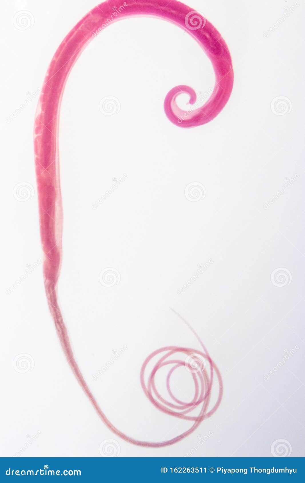 Trichuris Trichiura Under the Microscope. Stock Image - Image of ...