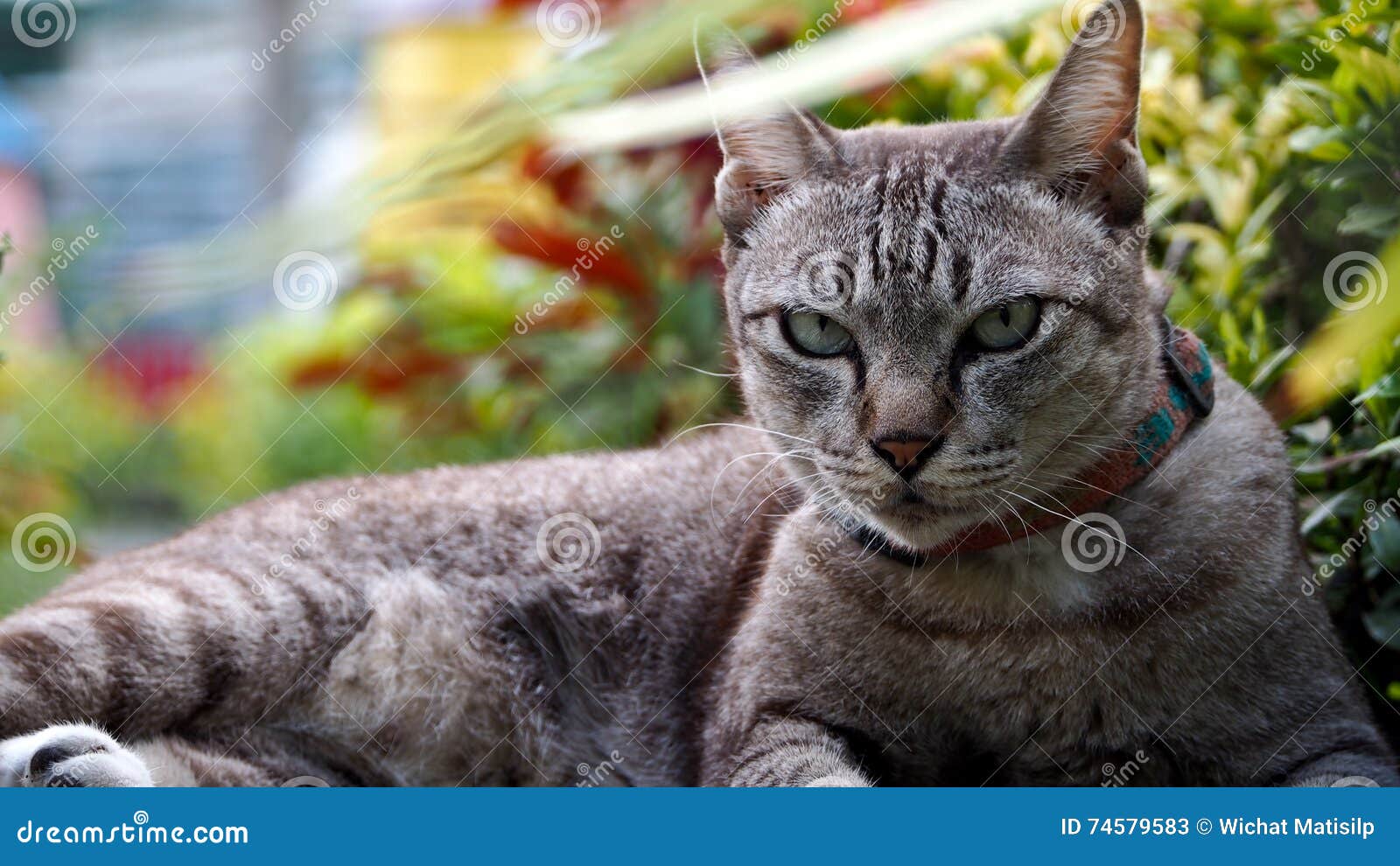Tricky Cat Crouching stock image. Image of large, animal - 74579583