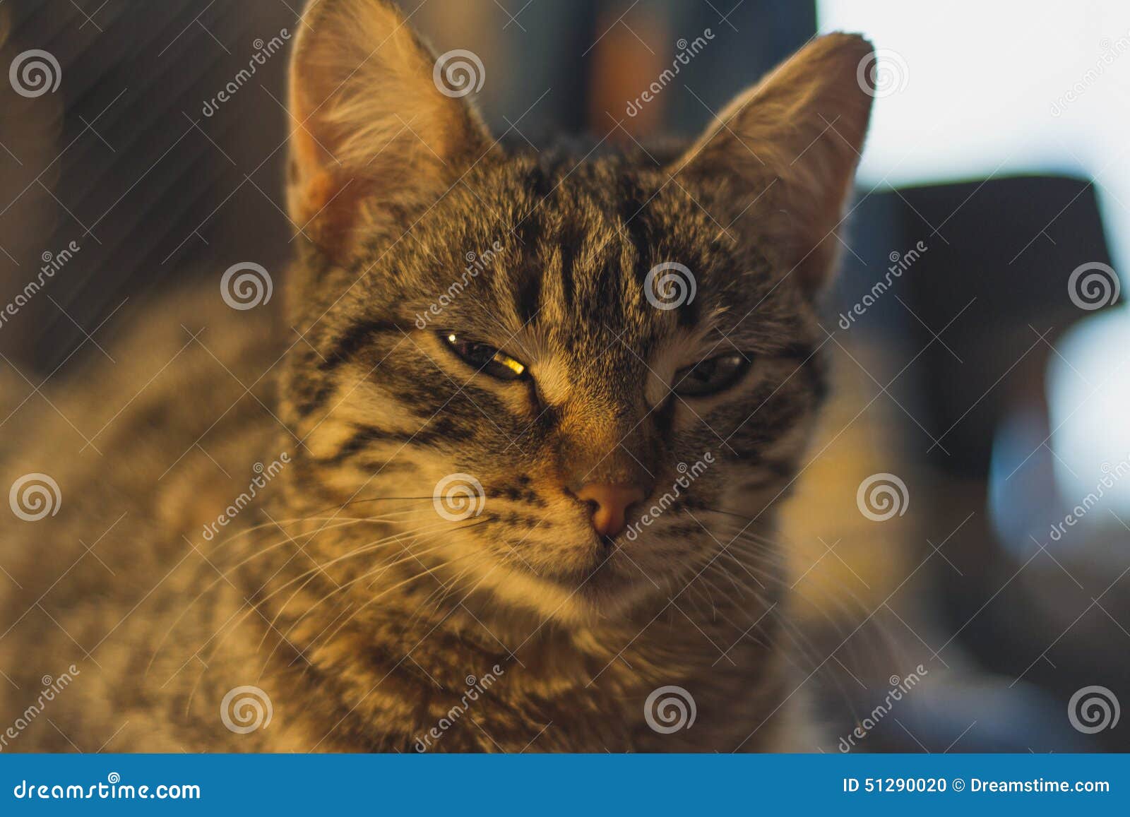 Tricky cat stock photo. Image of trustfulness, kind, kitten - 51290020