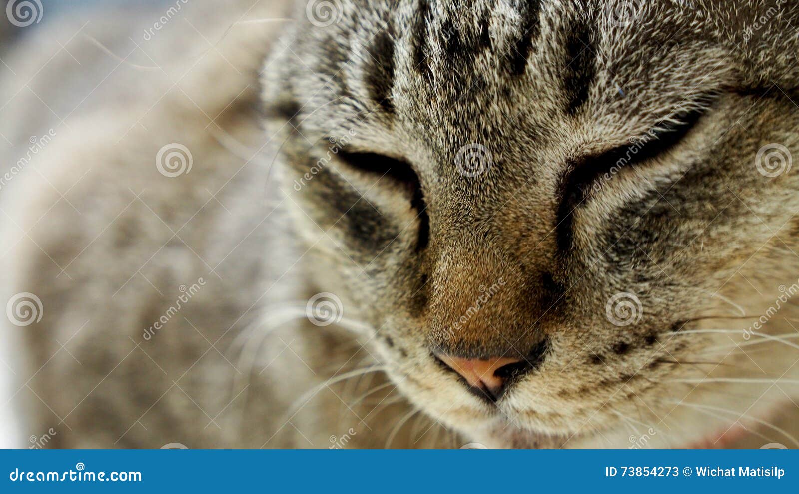Tricky Cat stock image. Image of playing, carnivore, eyes - 73854273