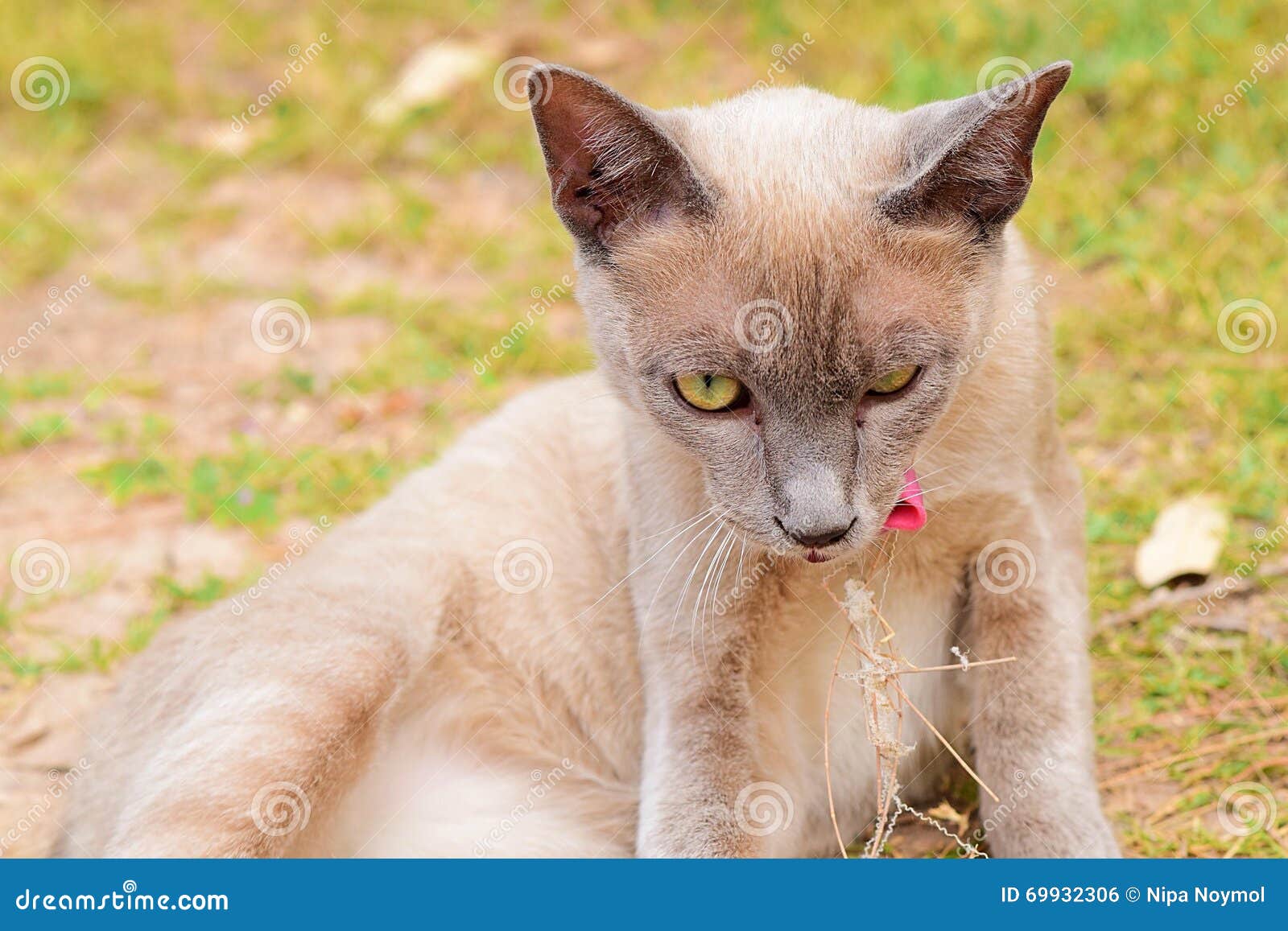 Tricky cat stock photo. Image of cuteanimal, tricky, animal - 69932306