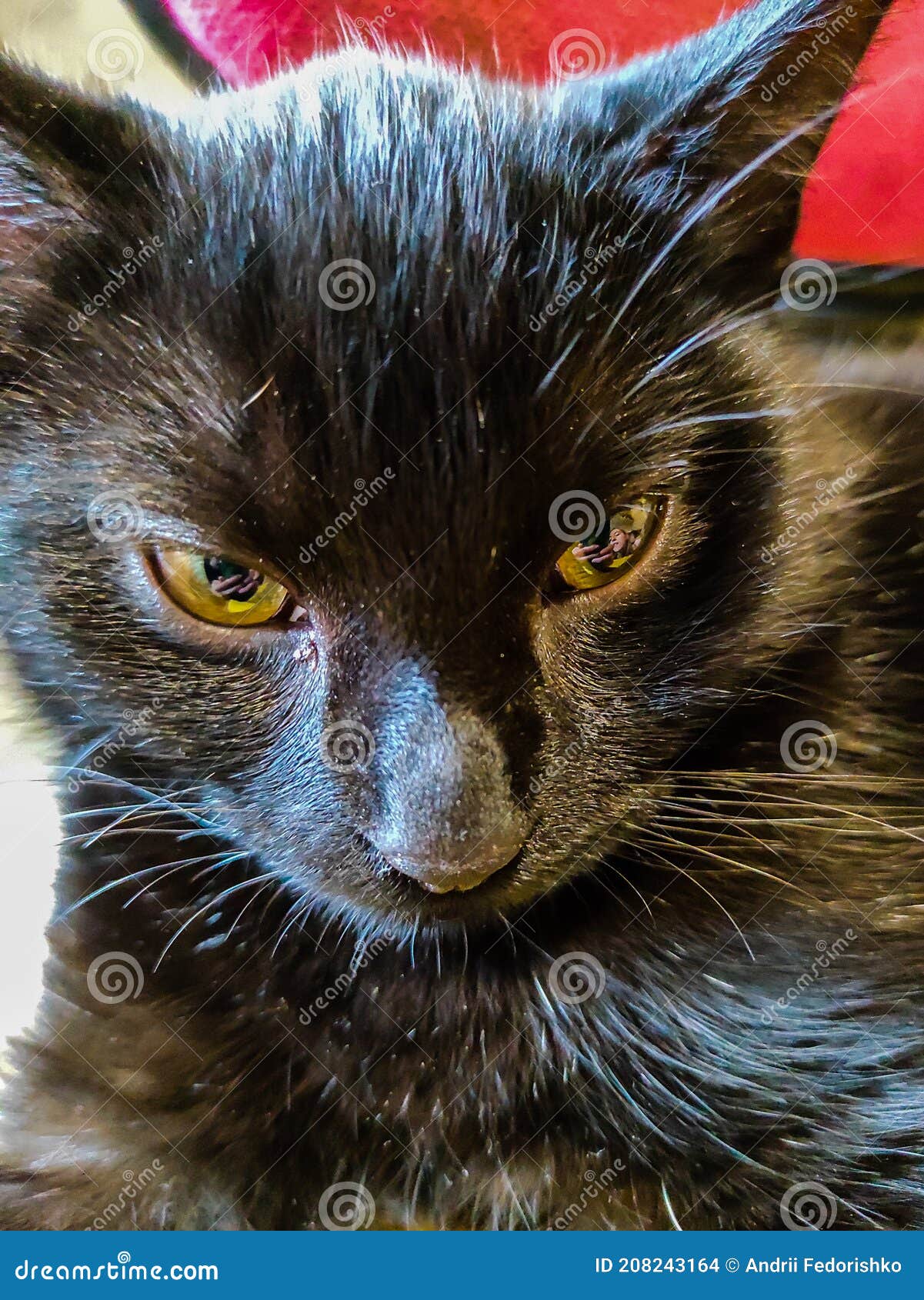 Tricky Eyes. At The 5-year-old Girl The First Milk Tooth Fell Out And A ...