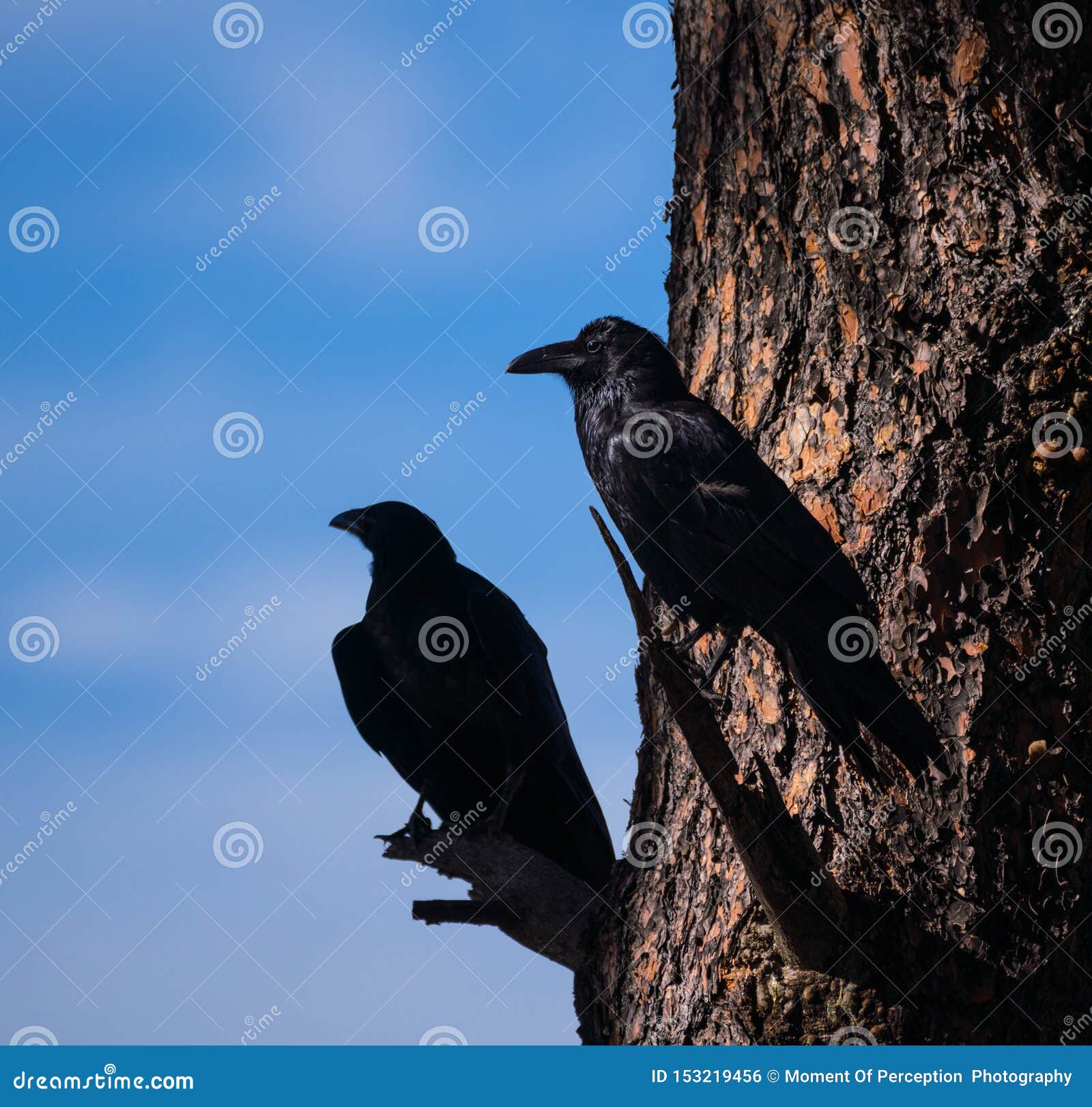 Tricky Shadows - is it, or Isn`t it ? Stock Photo - Image of isolated ...