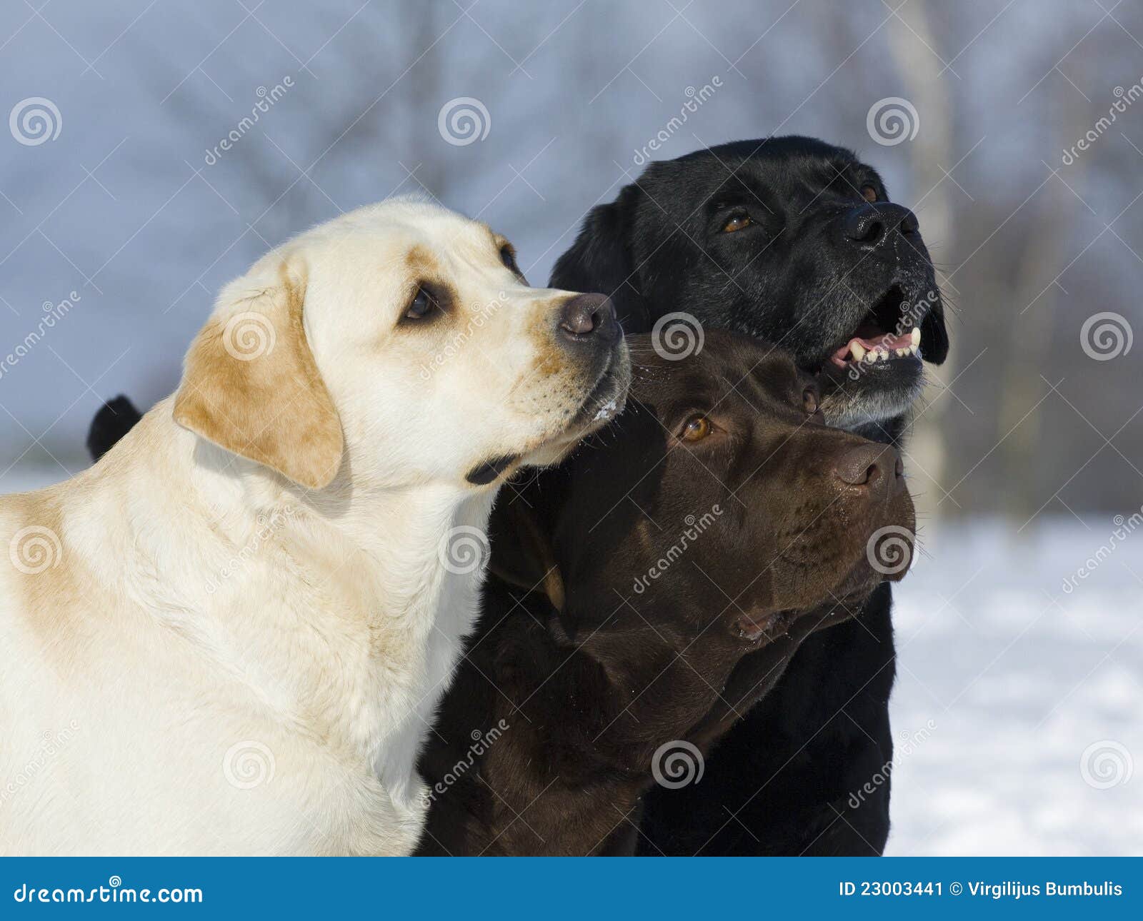 Tricolor stock image. Image of eyes, nice, brown, labrador - 23003441