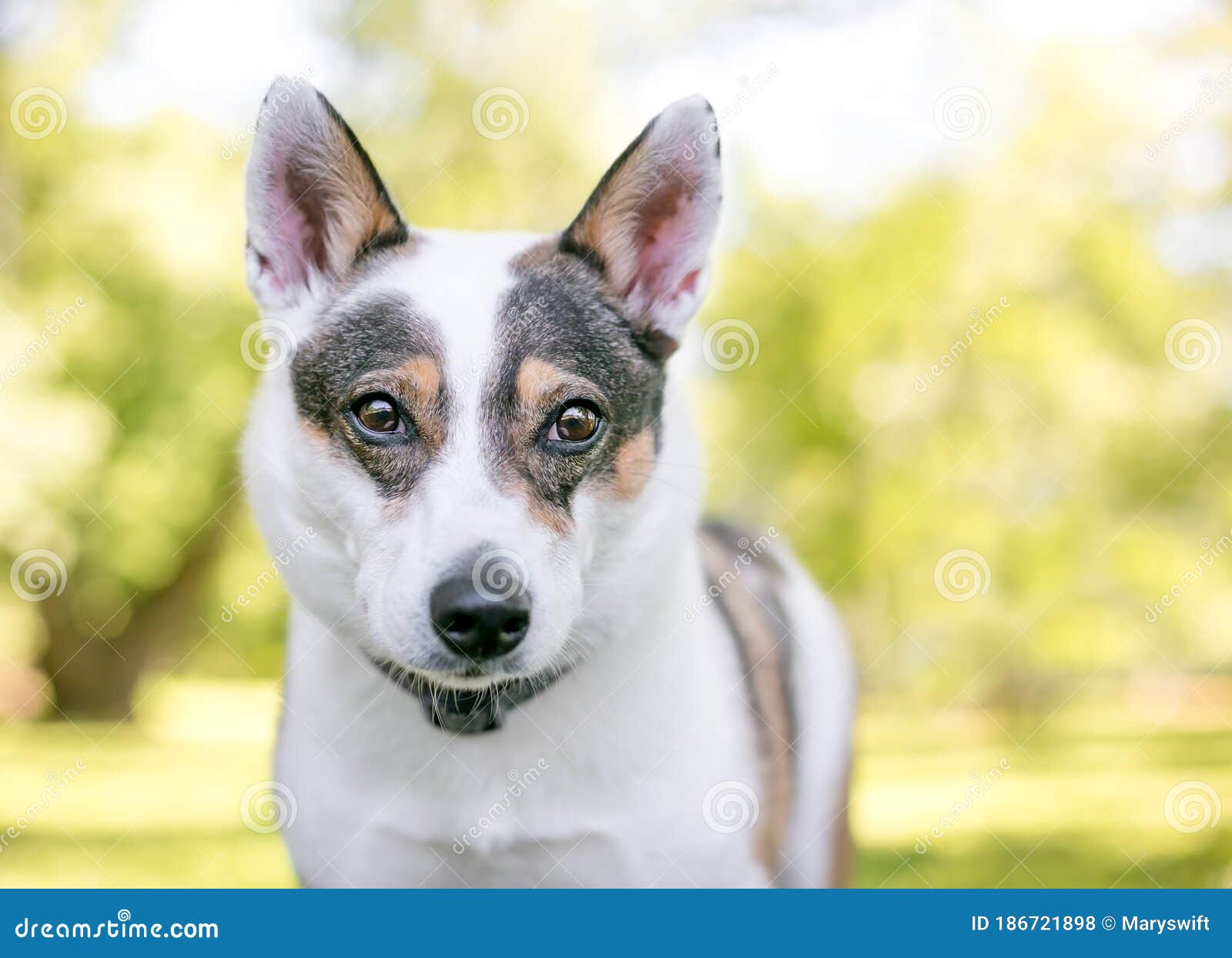 Australian Cattle Dog Is A Mixed Breed
