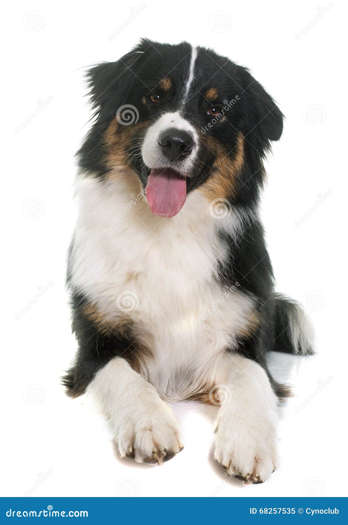 Tricolor Australian Shepherd Stock Image - Image of studio, isolated ...