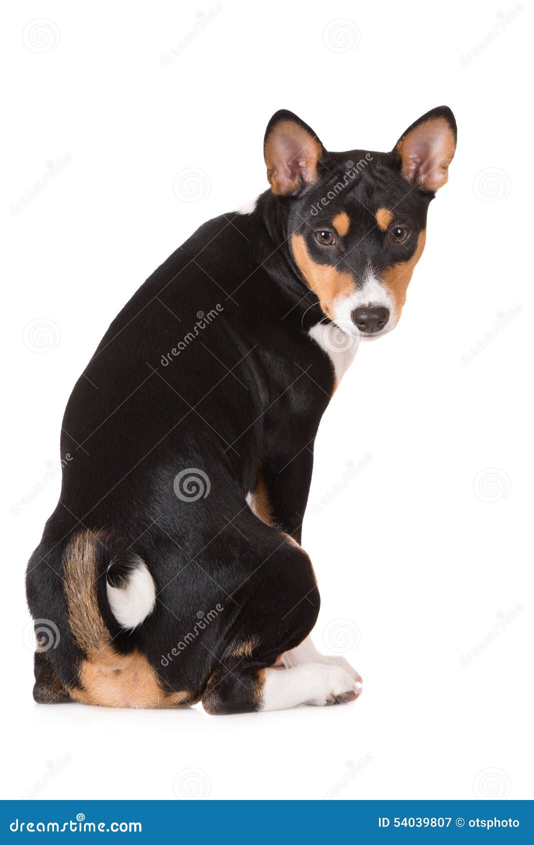 Tricolor basenji dog stock image. Image of bassenji, lovely - 54039807