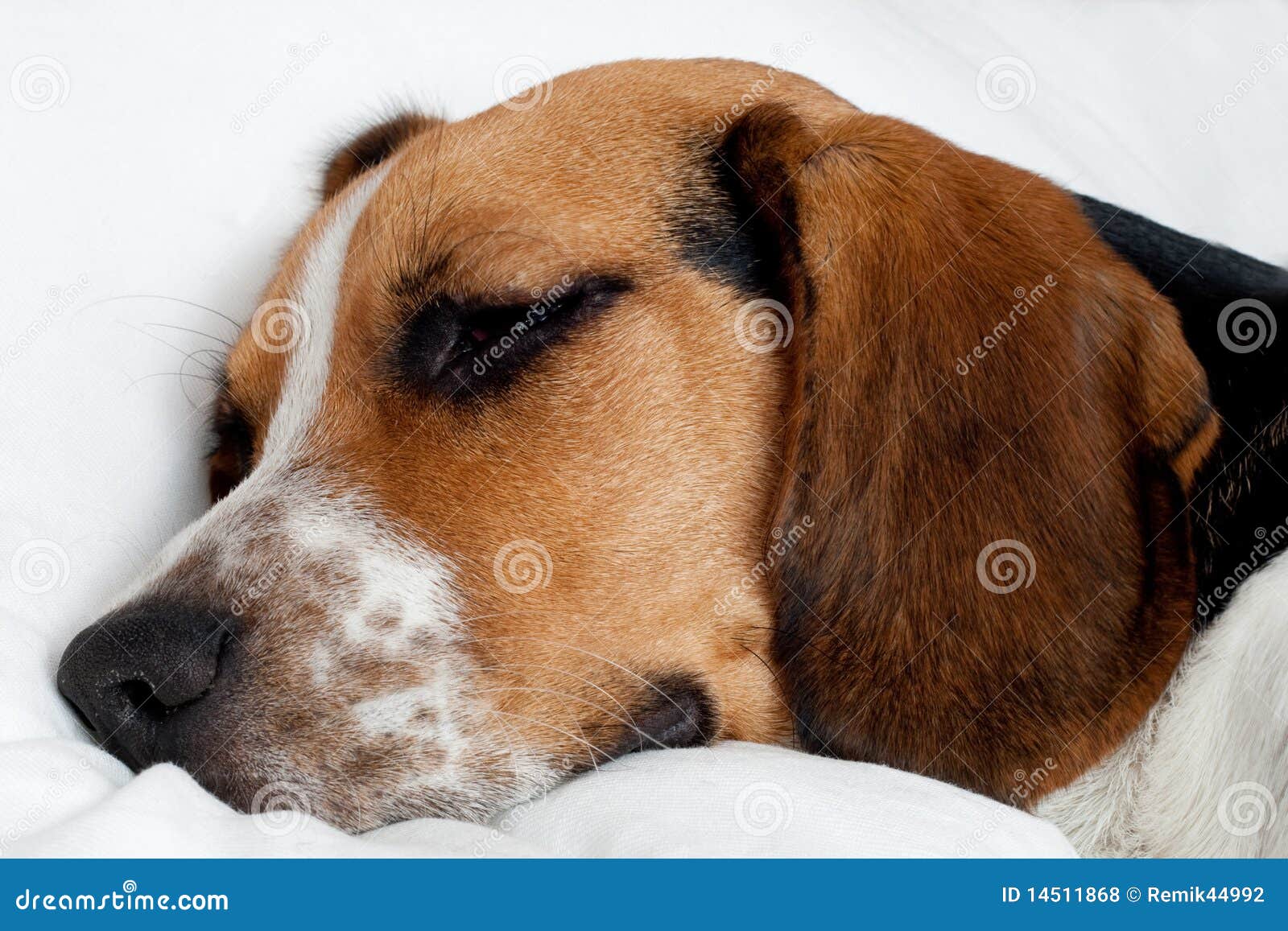 Tricolor Beagle Puppy Sleeping Stock Photo - Image of canine, young ...