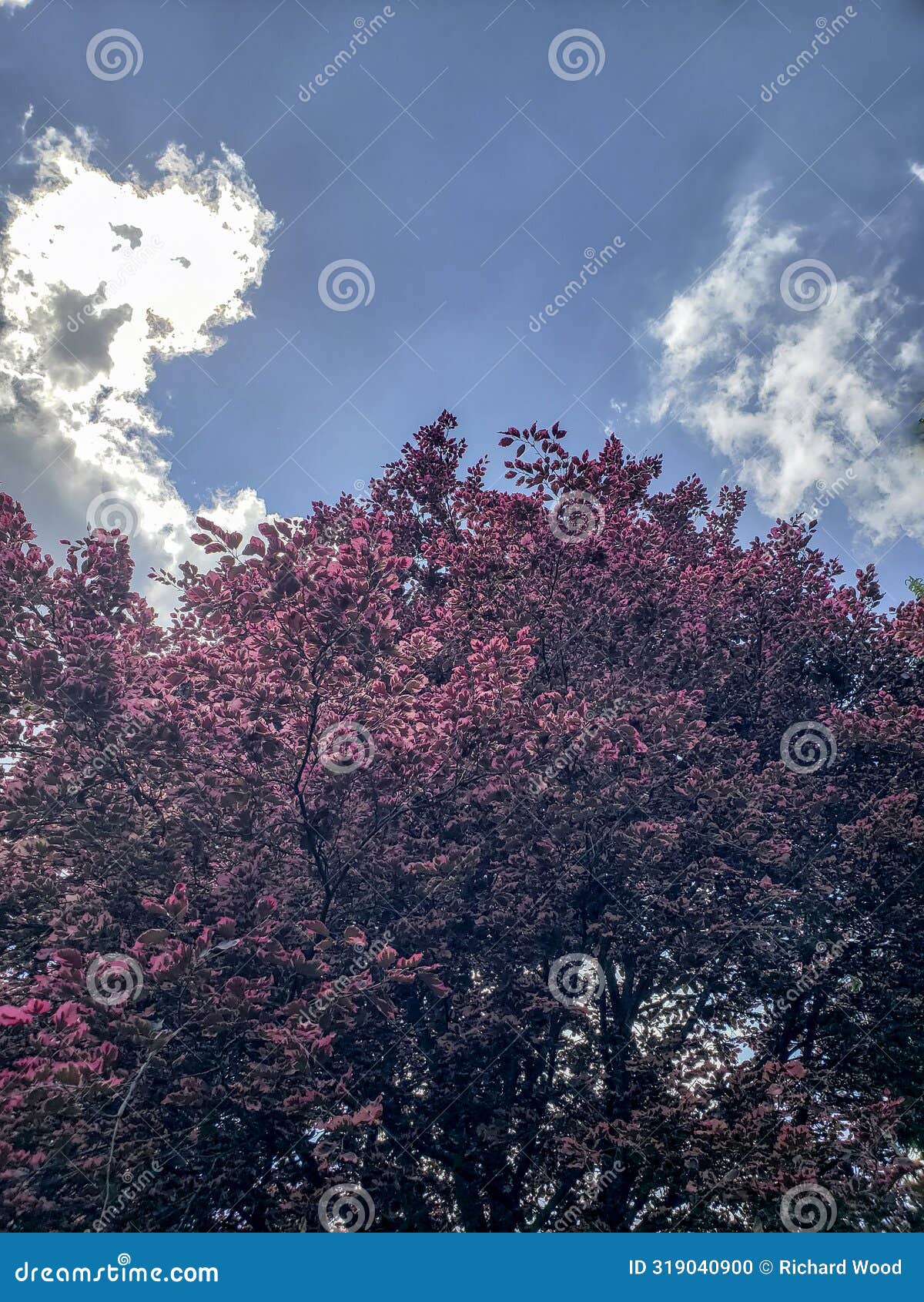 Tricolor Beech Tree (Fagus Sylvatica) Seen during a Sunny Day Stock ...