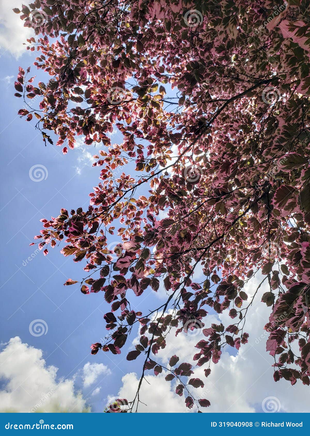 Tricolor Beech Tree (Fagus Sylvatica) Seen during a Sunny Day Stock ...
