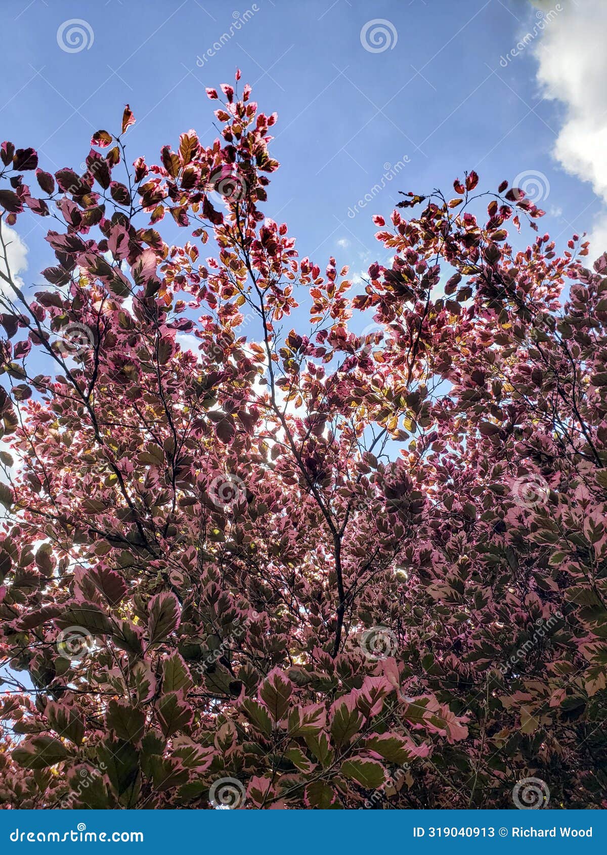 Tricolor Beech Tree (Fagus Sylvatica) Seen during a Sunny Day Stock ...