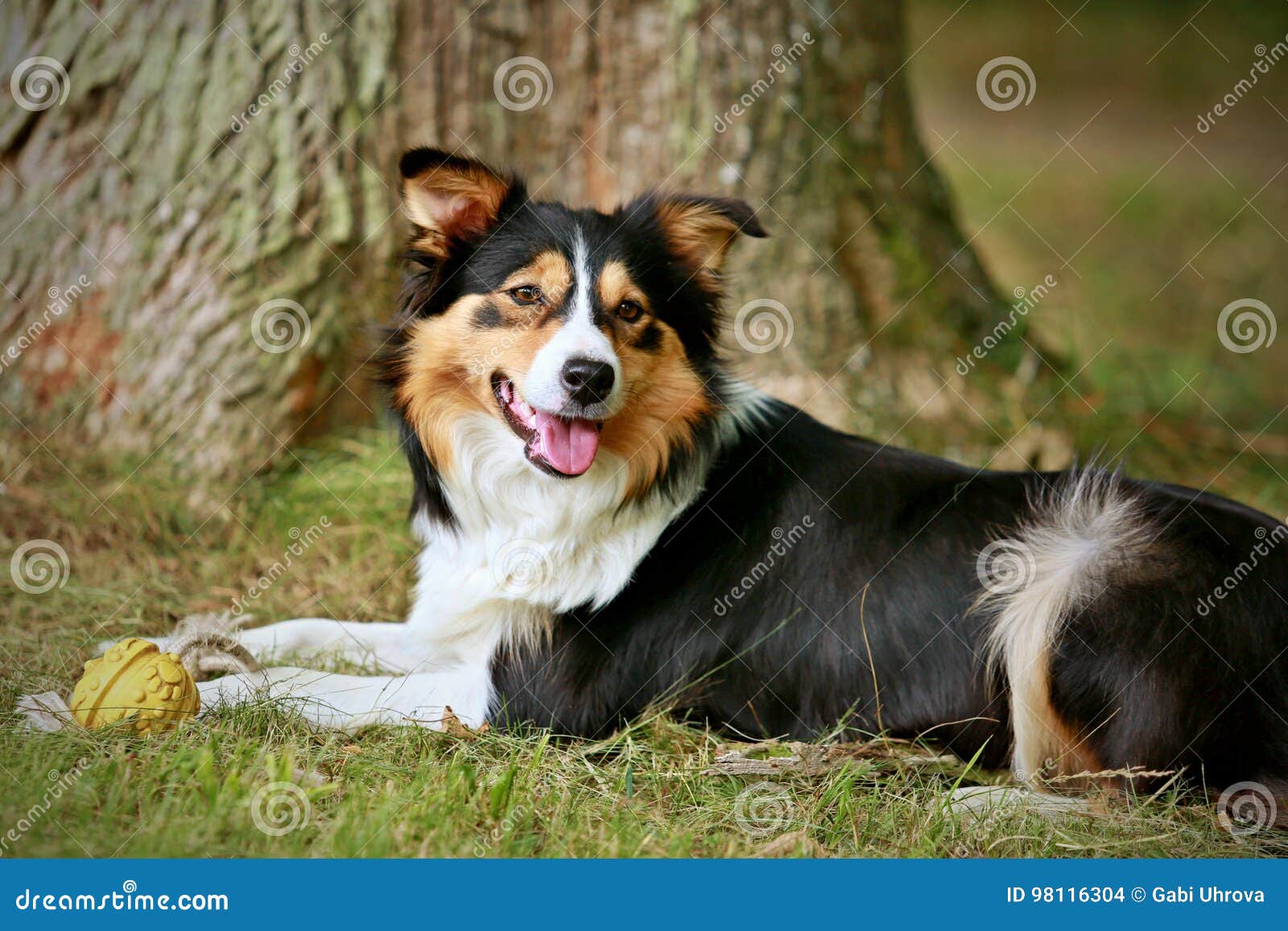Tricolor Border Collie On The Grass Stock Photography | CartoonDealer ...