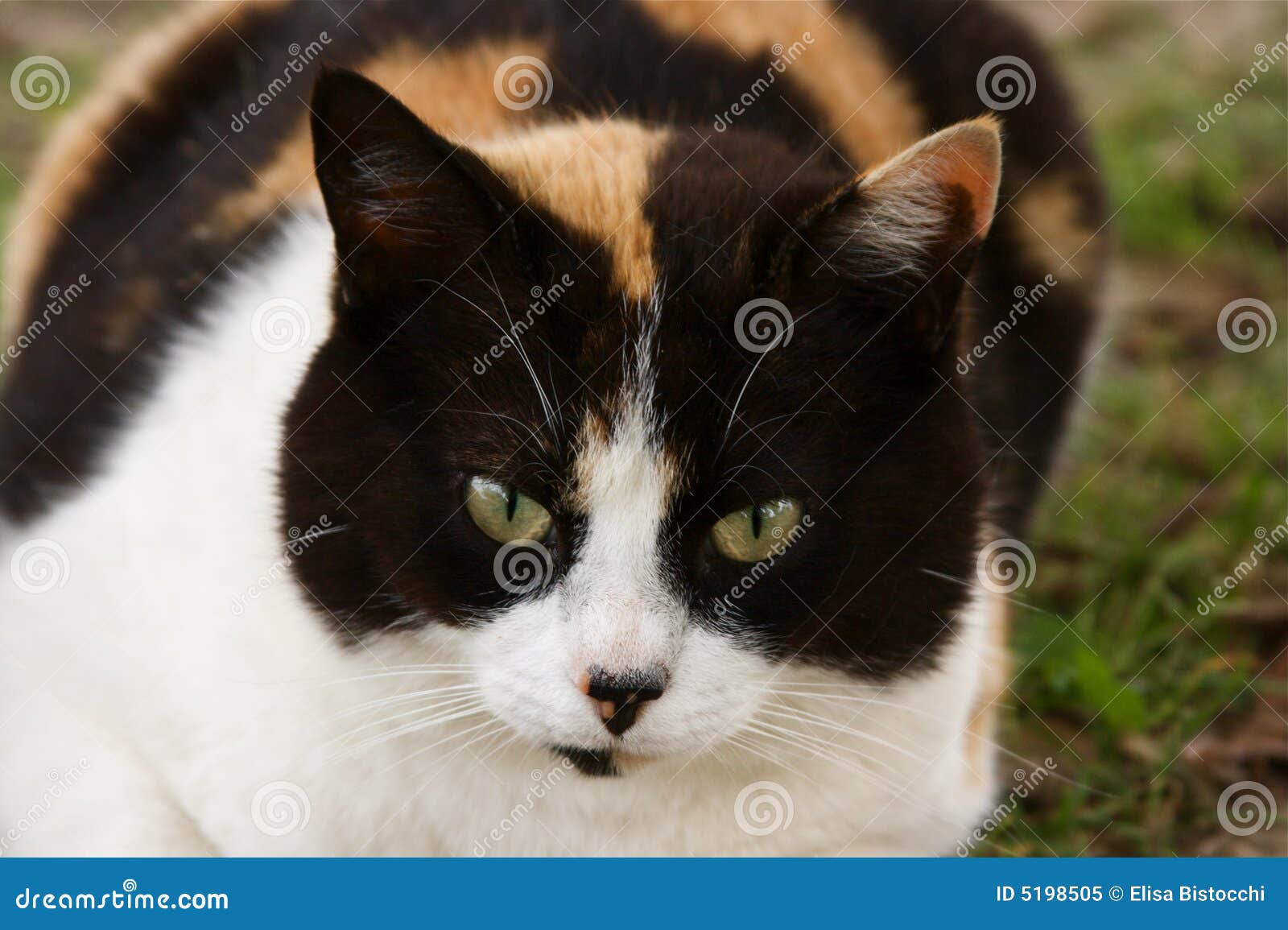 Tricolor cat stock image. Image of isolated, mammal, cute - 5198505