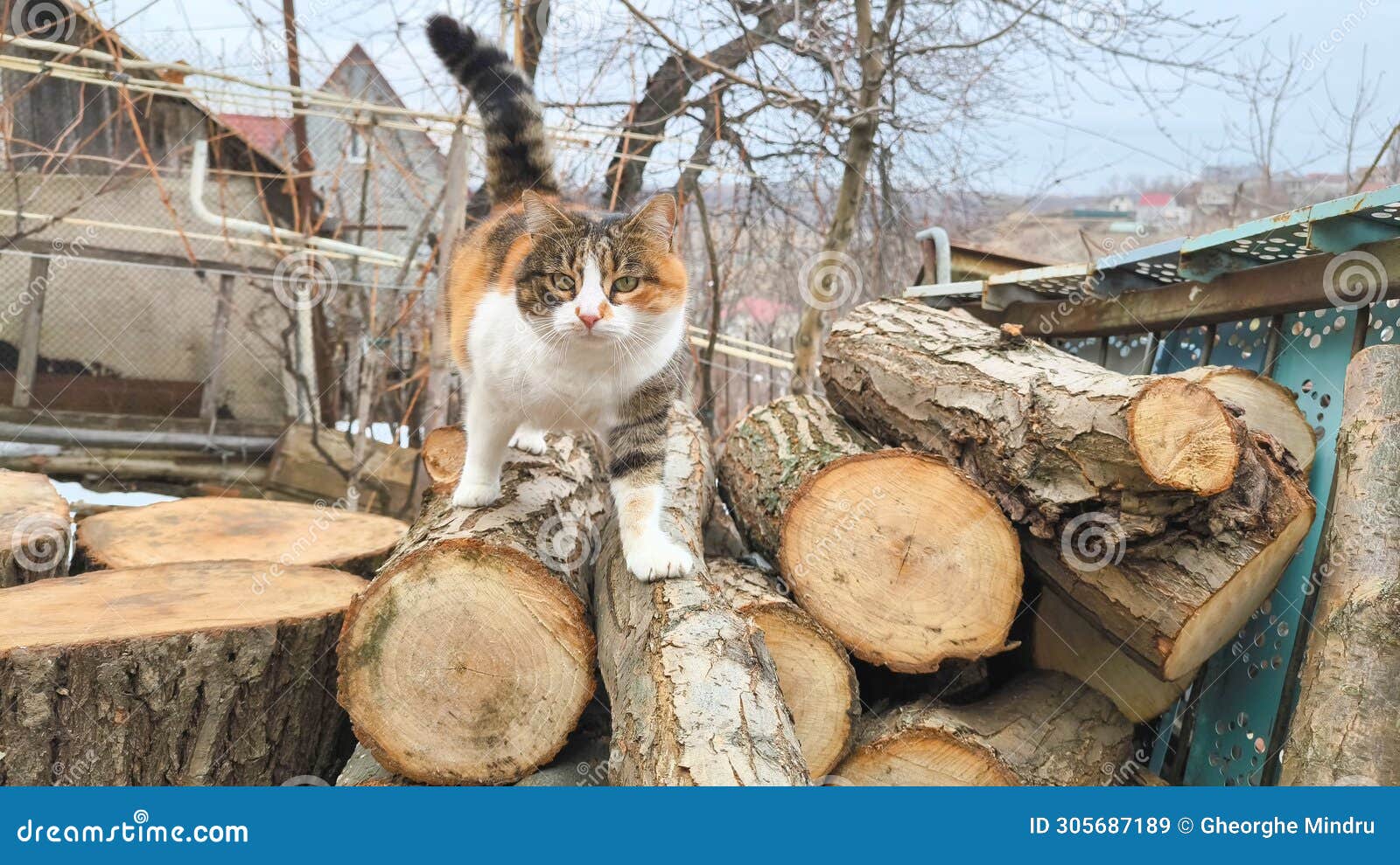 Pile Of Firewood. Stack Of Chopped Tree Logs Nature Background Texture ...