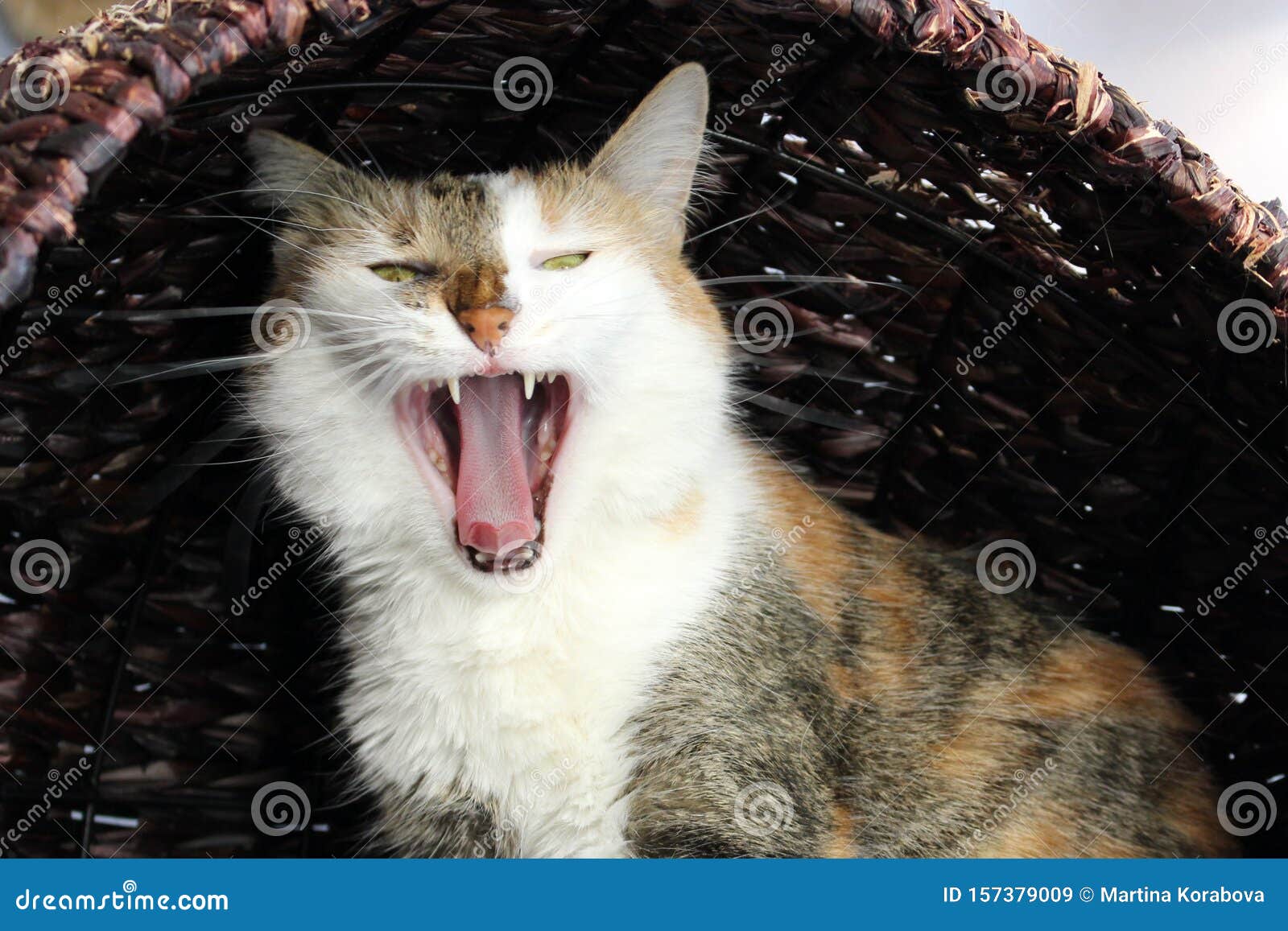 Detail of Cat Muzzle with Bared Teeth Stock Image - Image of jaws, head ...