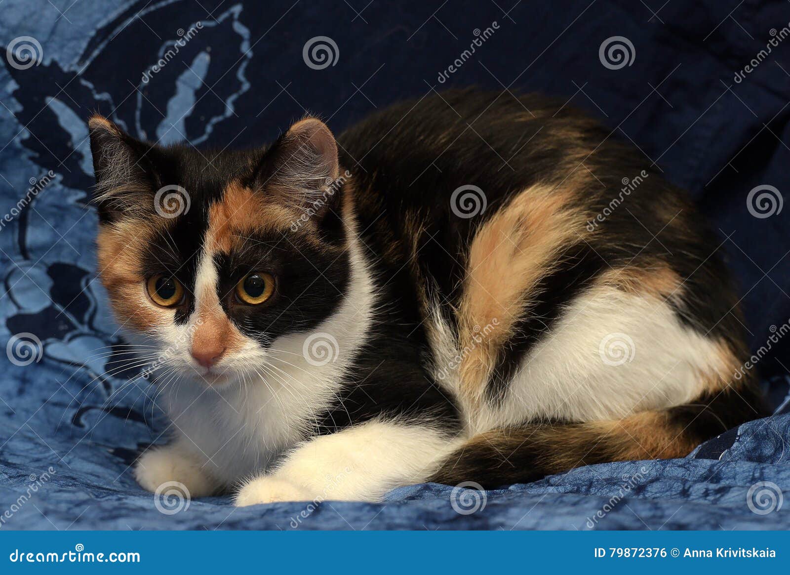 Tricolor cat stock photo. Image of cats, nature, home - 79872376