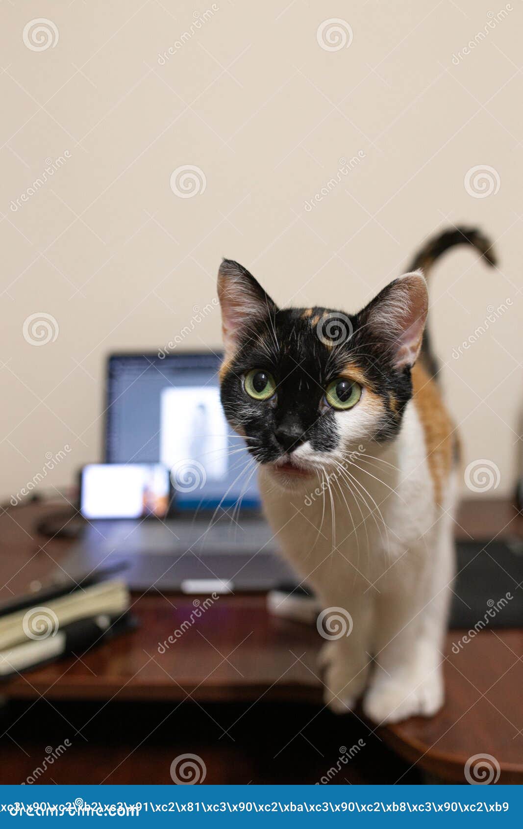 Tricolor Cat Screams Standing on the Desktop Stock Image - Image of ...