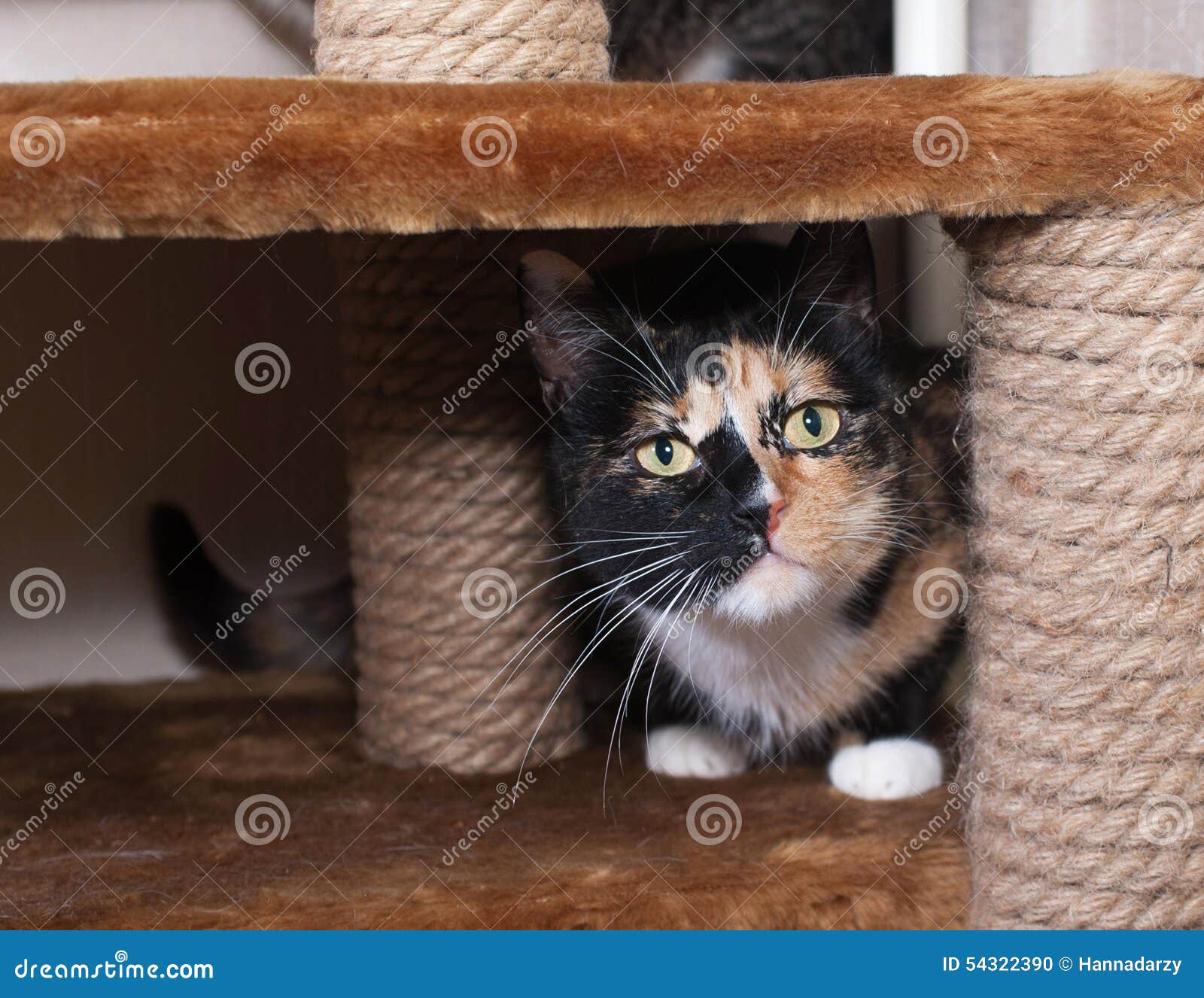 Tricolor Cat Sitting on Scratching Post Stock Photo - Image of black ...