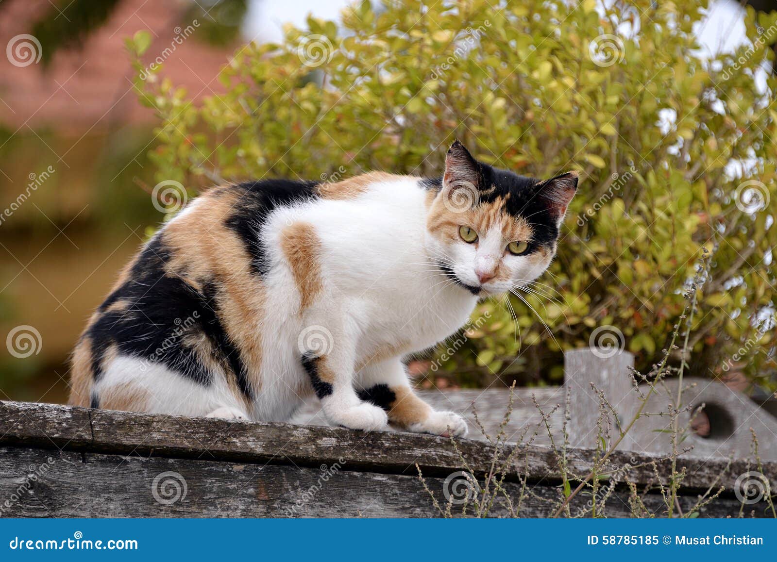 Tricolor cat stock image. Image of bush, carnivore, sitting - 58785185