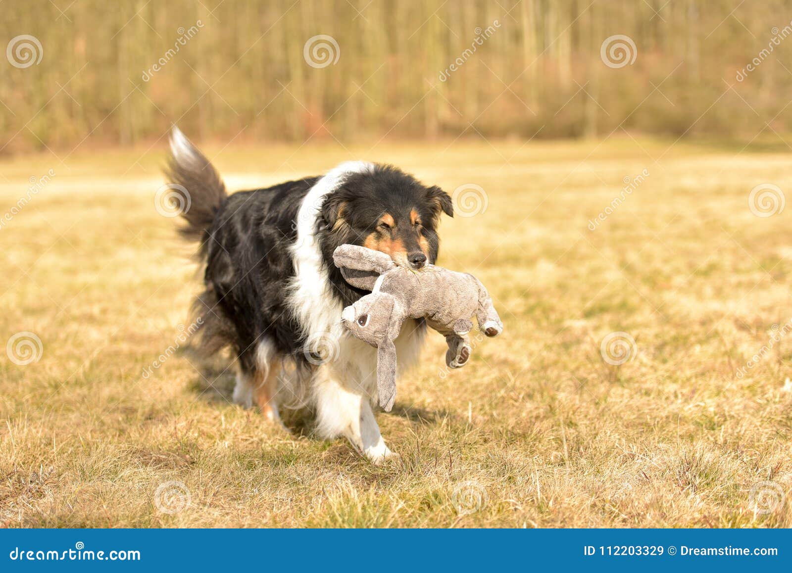 Collie Dog with rabbit stock image. Image of black, eastern - 112203329