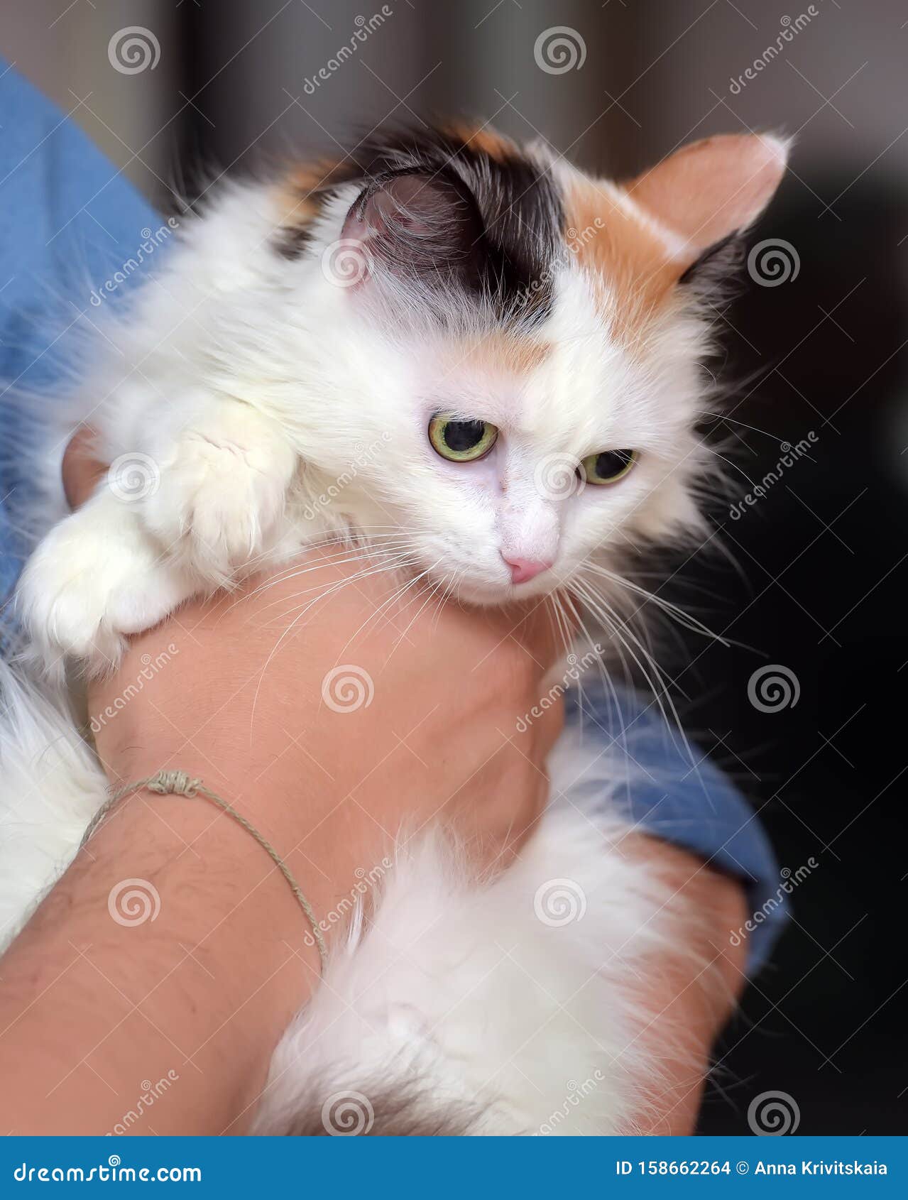 Tricolor Fluffy Cat in Hands Stock Photo - Image of care, animal: 158662264