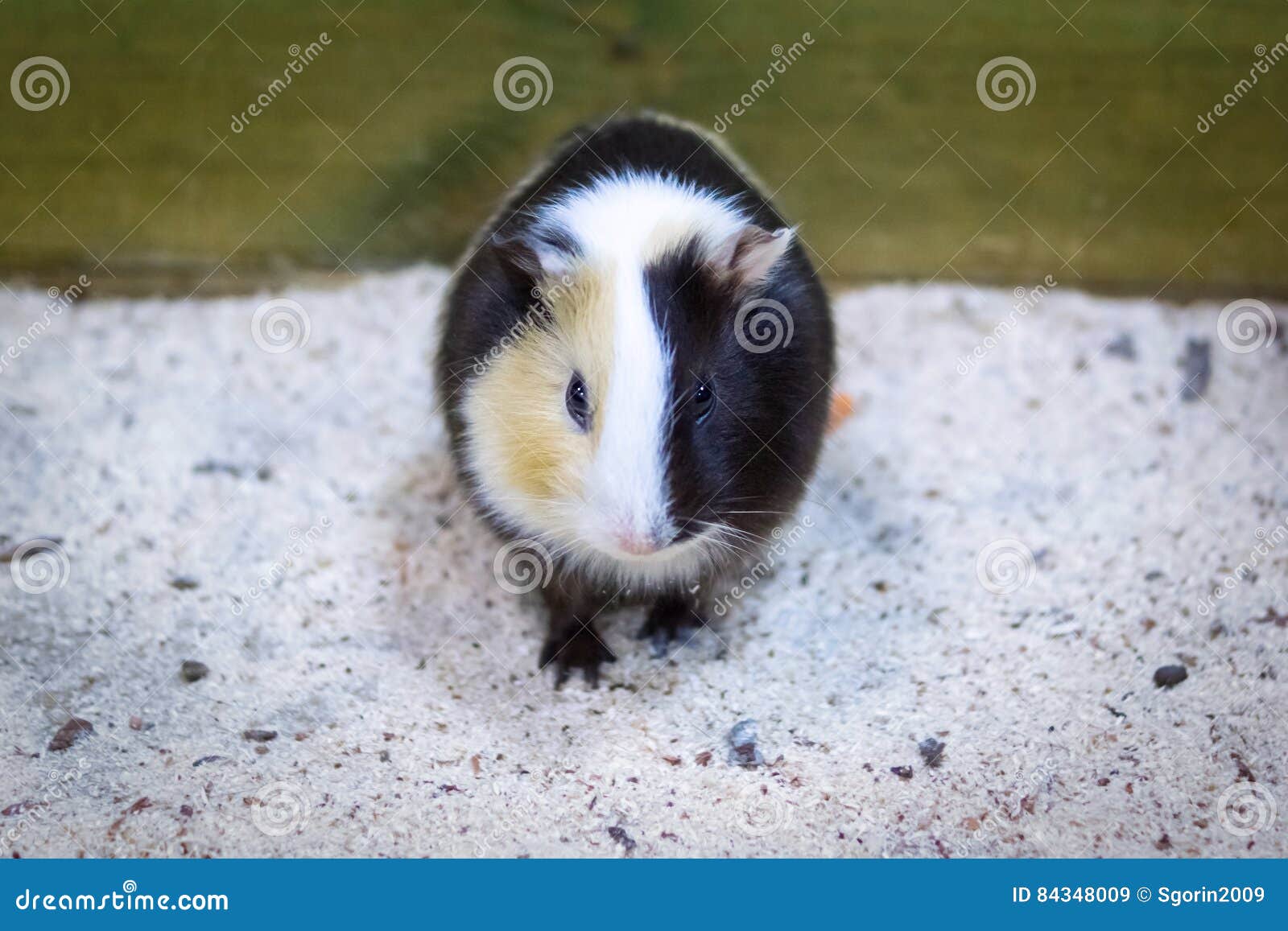Tricolor guinea pig stock image. Image of young, guinea - 84348009