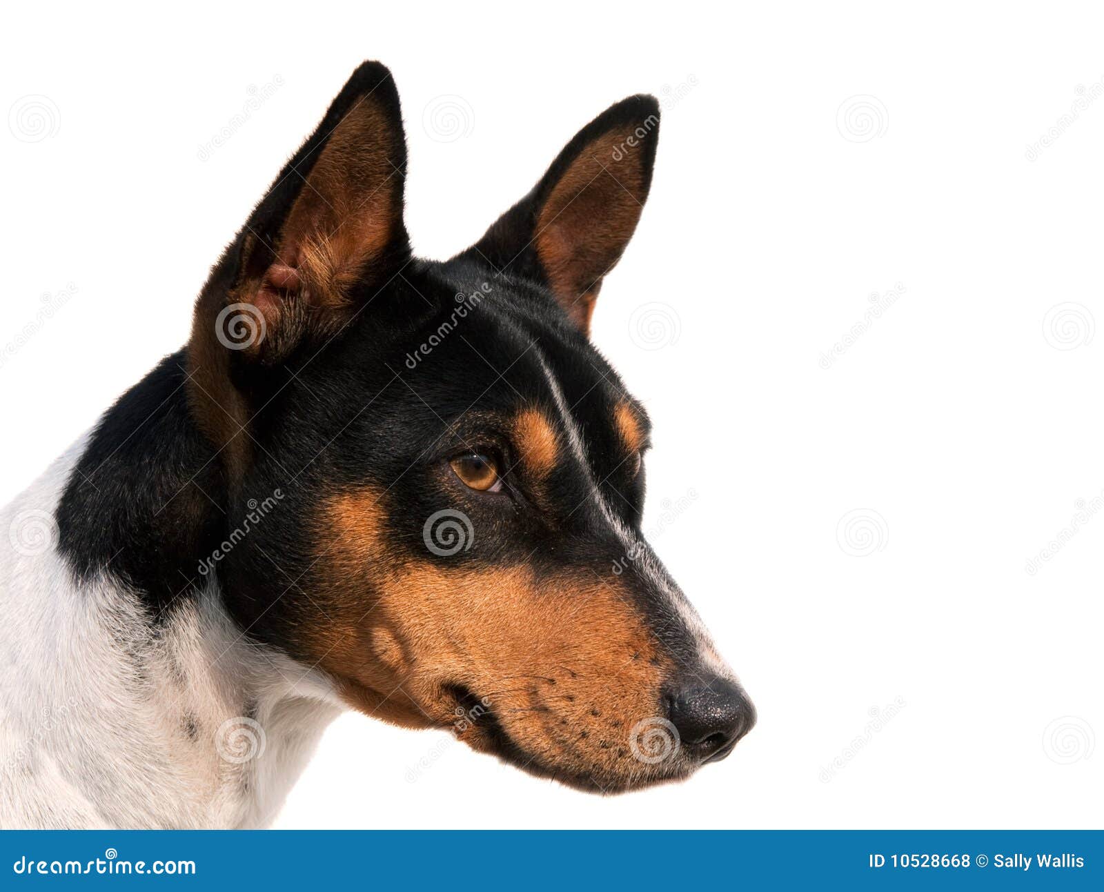 Tricolor Hound head stock photo. Image of portrait, beautiful - 10528668