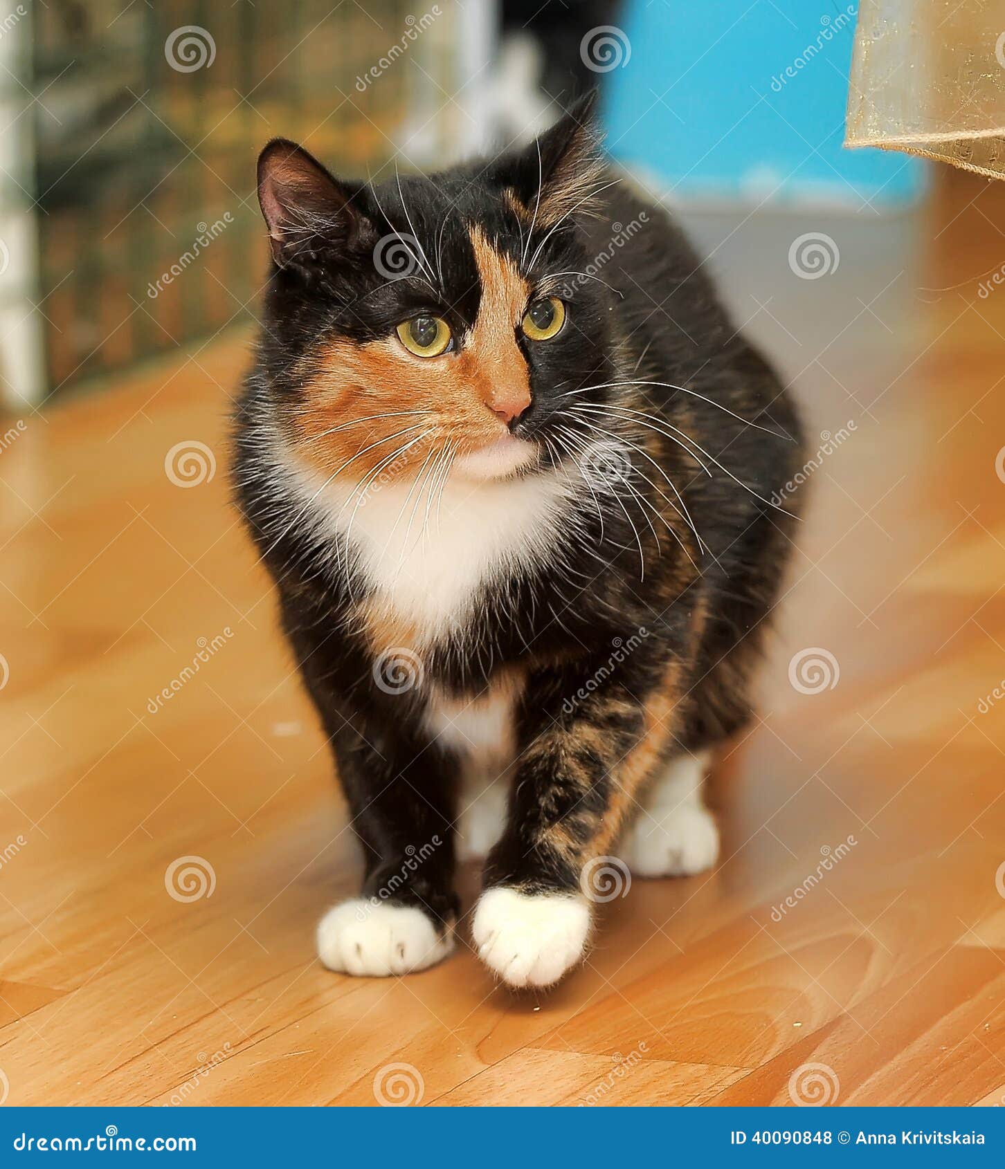 Tricolor Katze stockfoto. Bild von katzen, kind, schön - 40090848