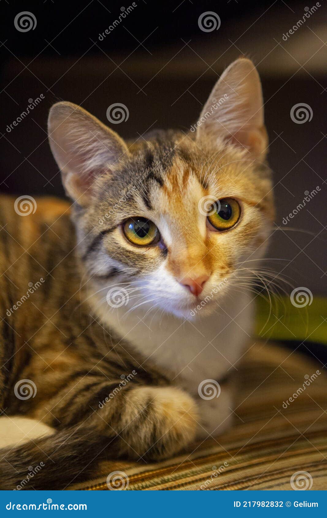Tricolor kitten stock photo. Image of hair, white, calico - 217982832