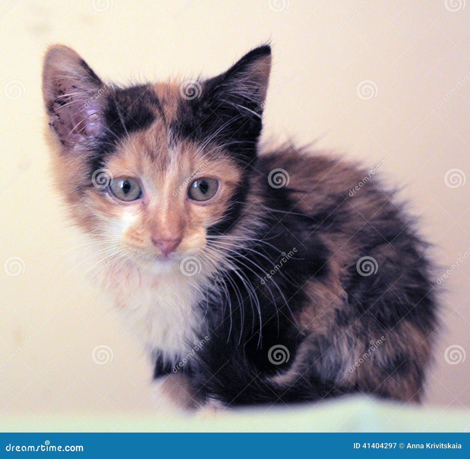 Tricolor kitten stock image. Image of young, blue, tricolor - 41404297