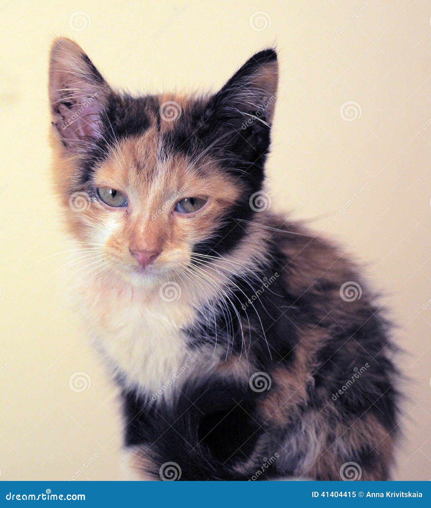 Tricolor kitten stock image. Image of small, kitty, funny - 41404415