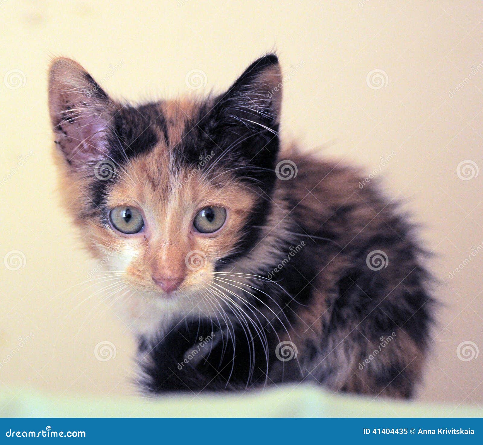 Tricolor kitten stock image. Image of funny, young, mammal - 41404435