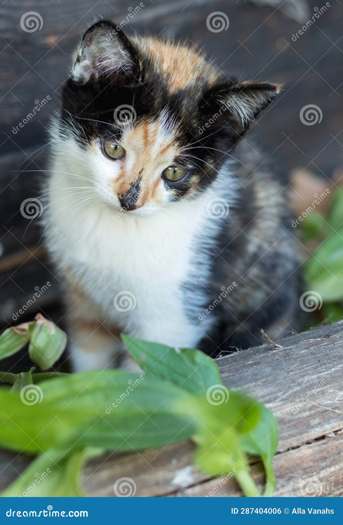Tricolor kitten stock photo. Image of veterinary, domestic - 287404006